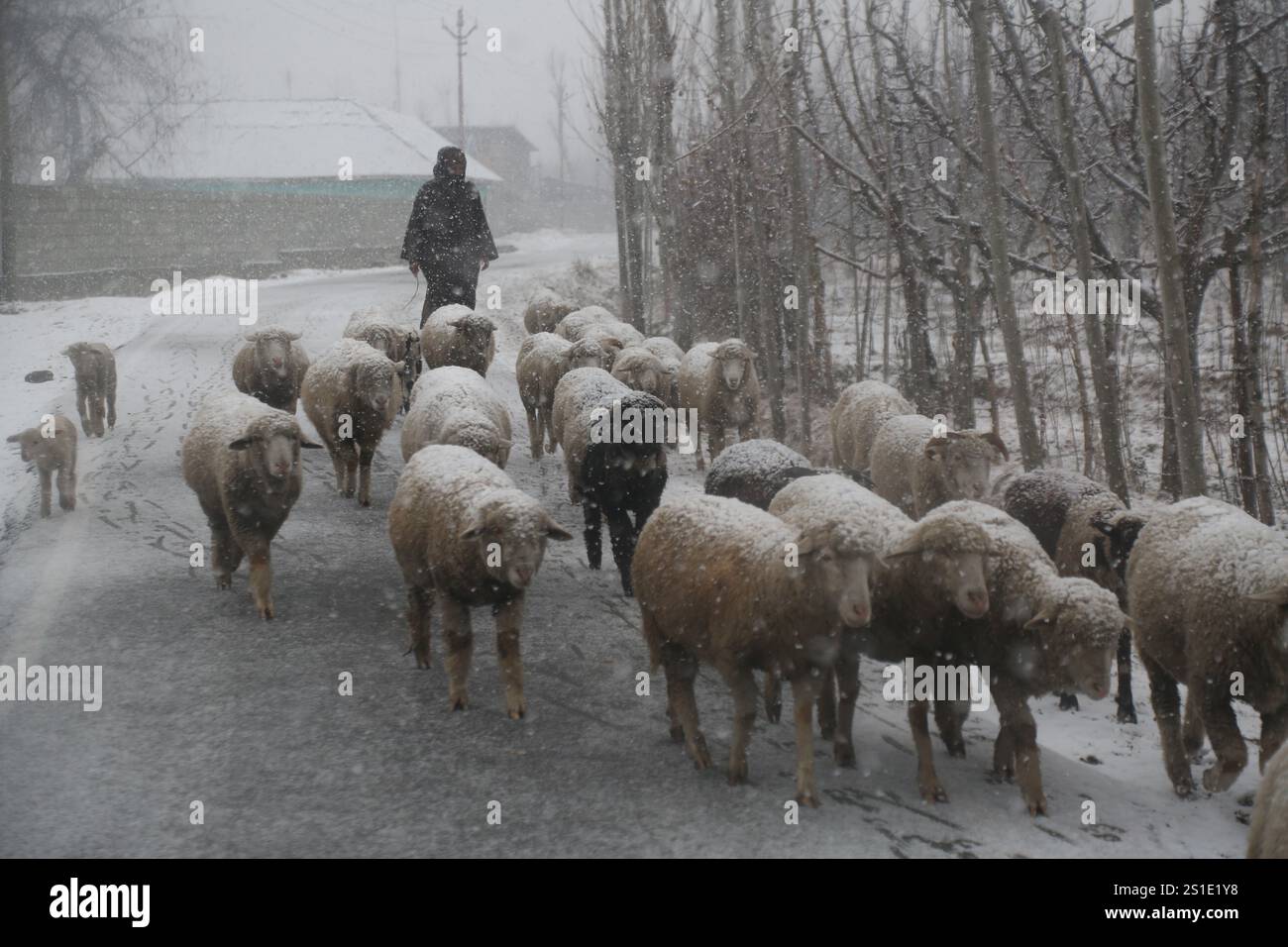 Srinagar, Jammu And Kashmir, India. 27th Dec, 2024. The year's first ...