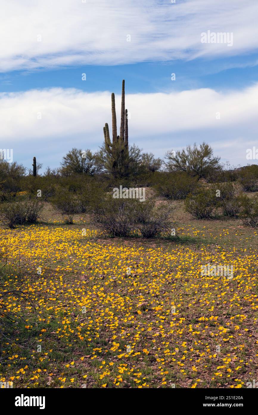 Mexican poppies bloom in Ironwood Forest National Monument, Sonoran ...