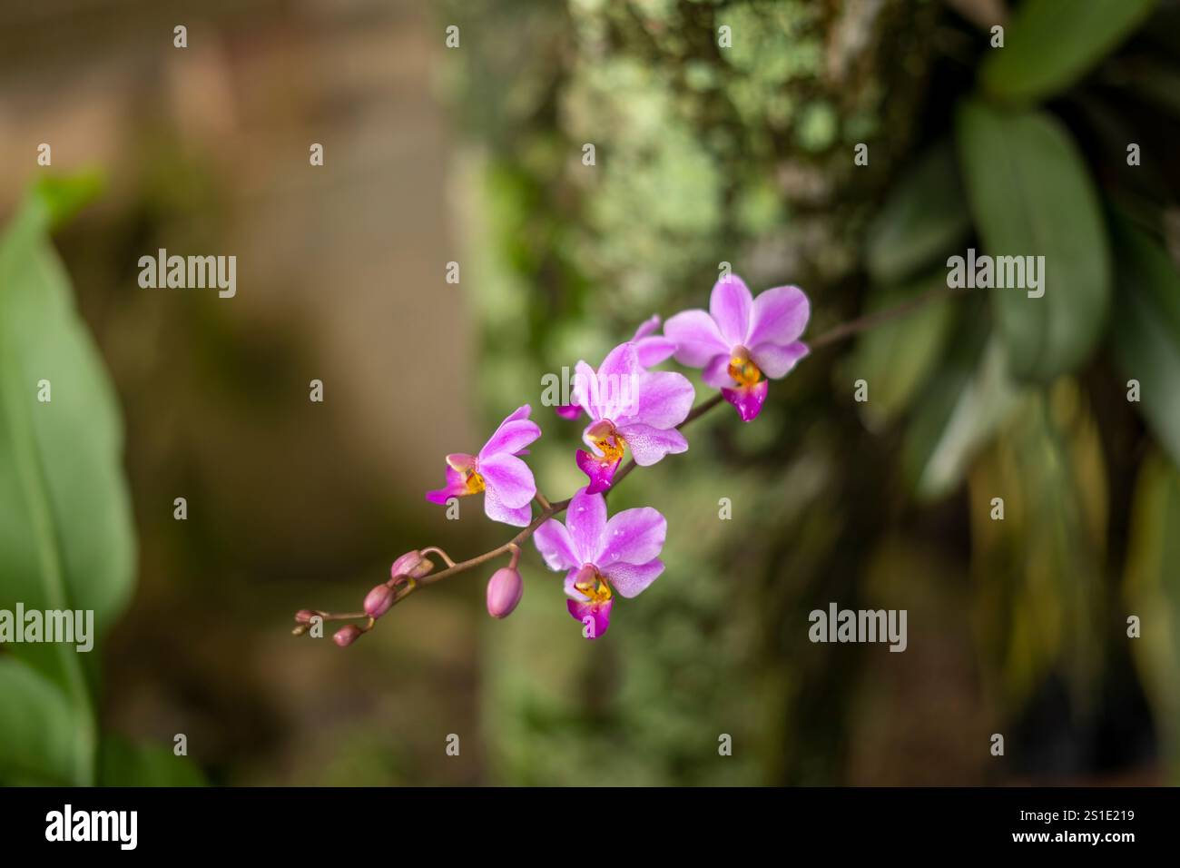orchid flowers with beautiful colors Stock Photo - Alamy
