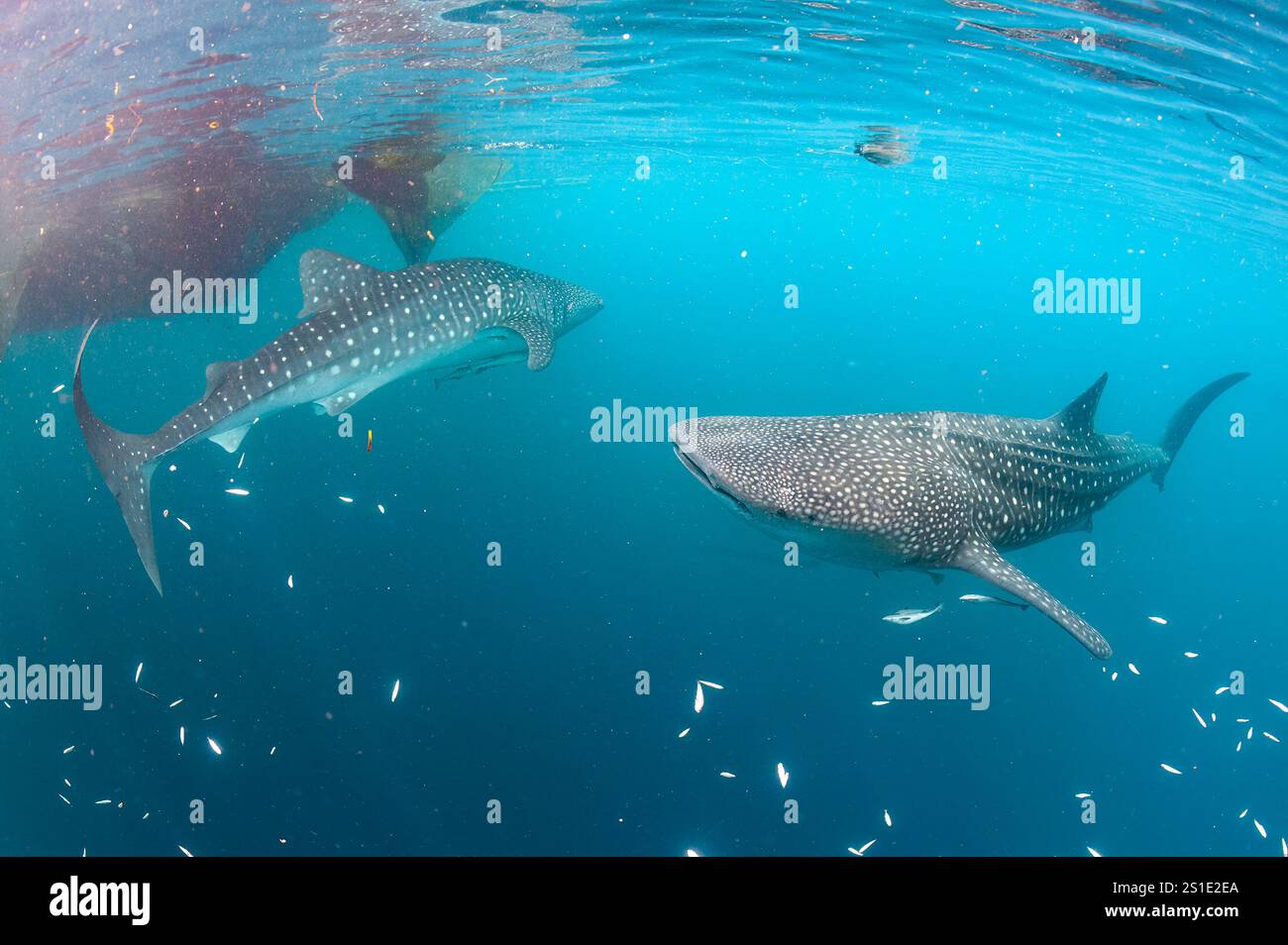 Many Whale sharks underwater in nlue ocean Stock Photo - Alamy
