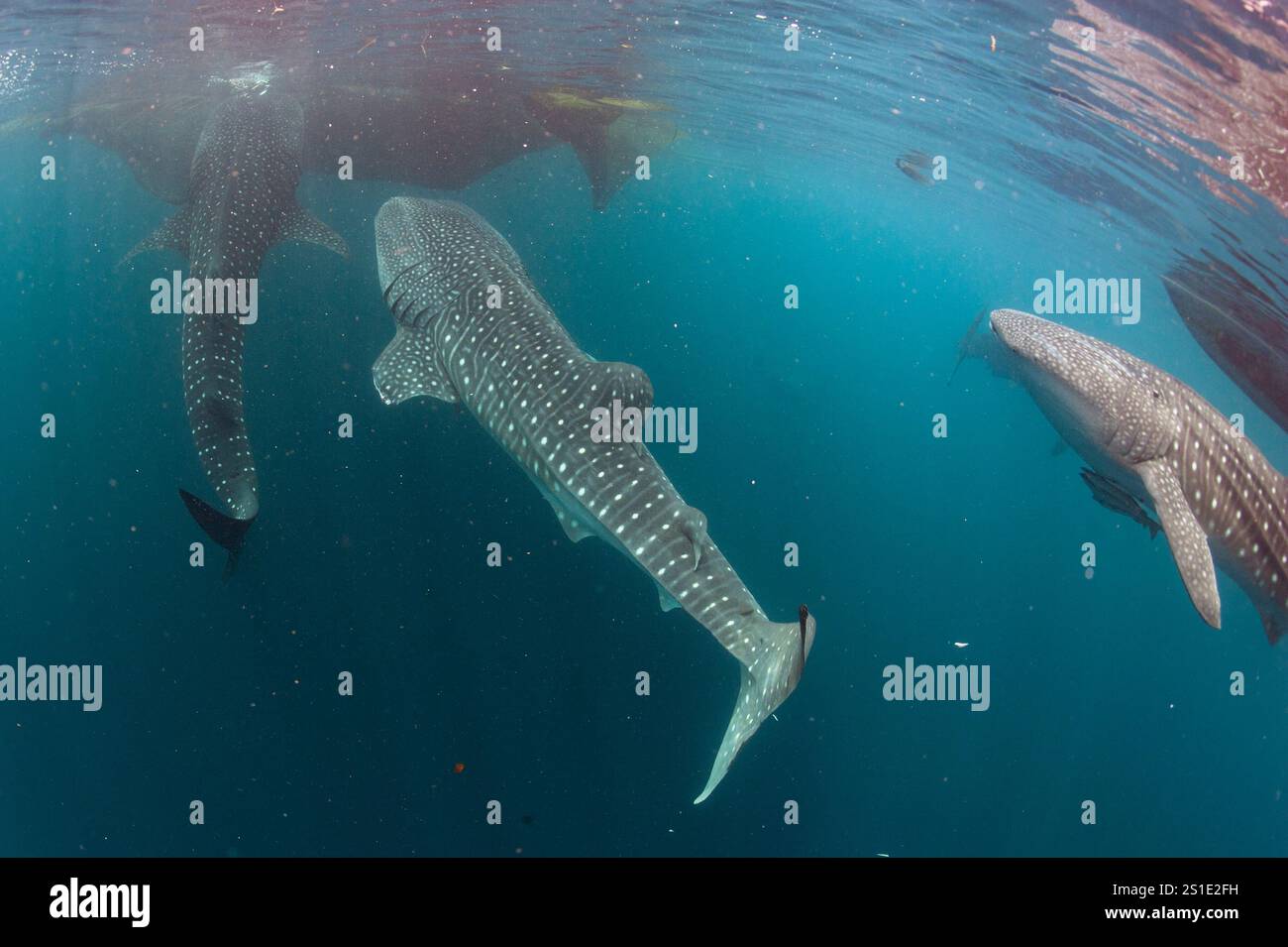 Many Whale sharks underwater in nlue ocean Stock Photo - Alamy