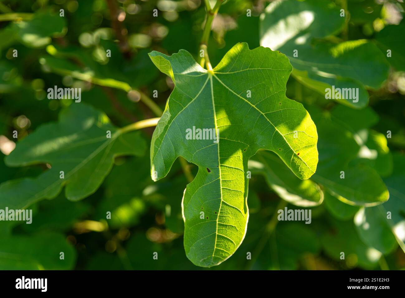 Edible fig plant (Ficus carica Stock Photo - Alamy