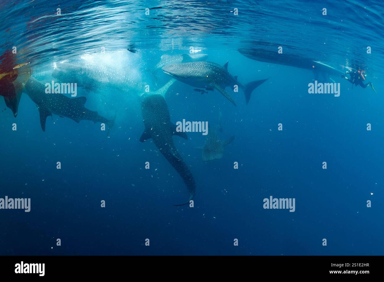 Many whale sharks underwater hi-res stock photography and images - Alamy