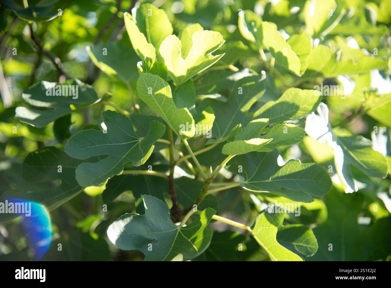 Edible fig plant (Ficus carica Stock Photo - Alamy