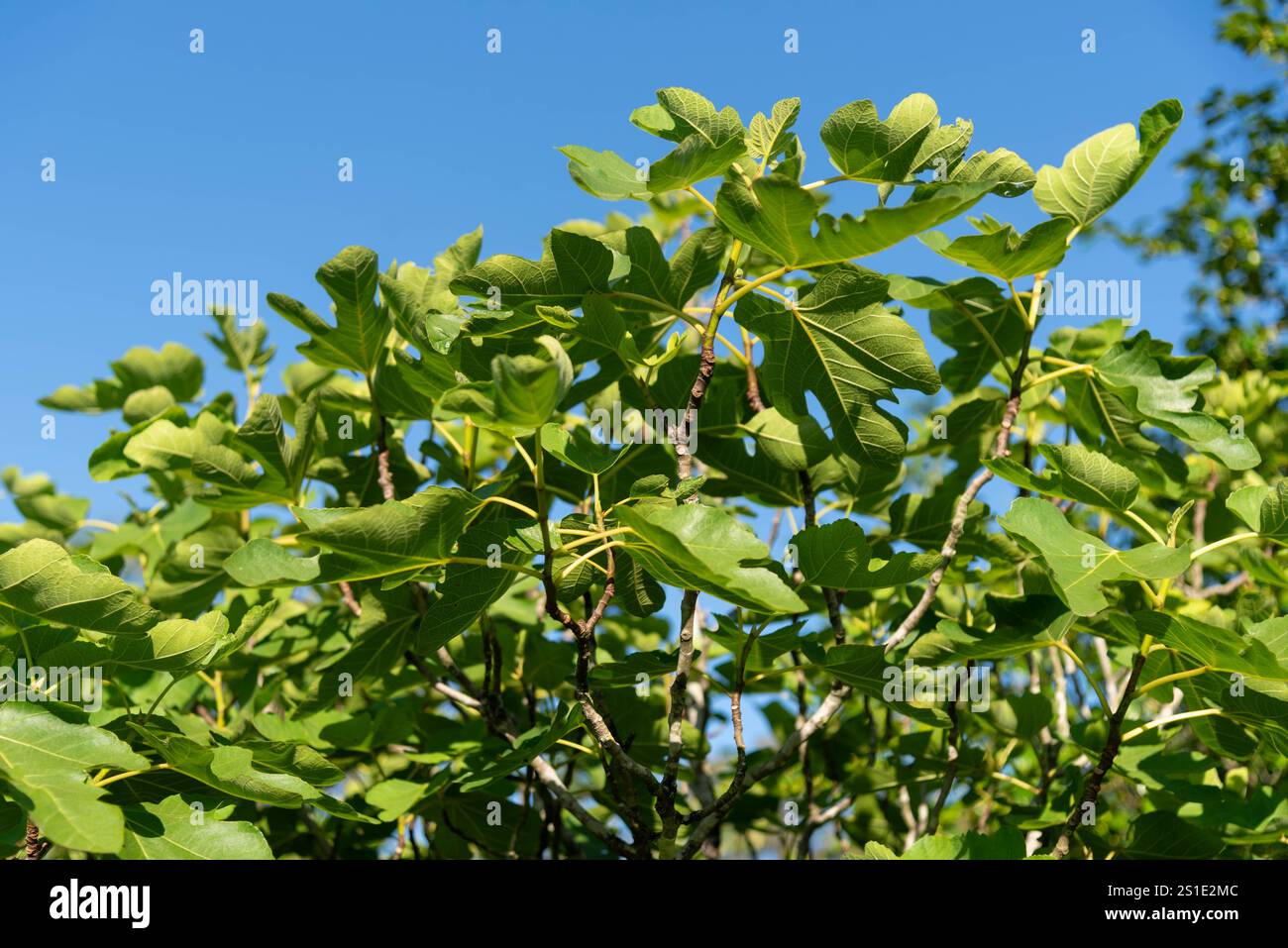 Edible fig plant (Ficus carica Stock Photo - Alamy