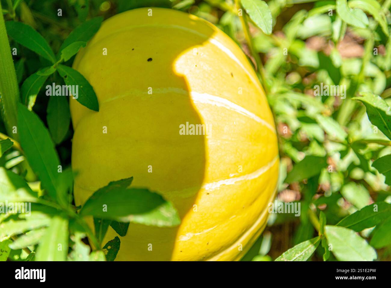 Fruits of Cucurbita maxima (pumpkin) and Cucurbita moschata (squash ...