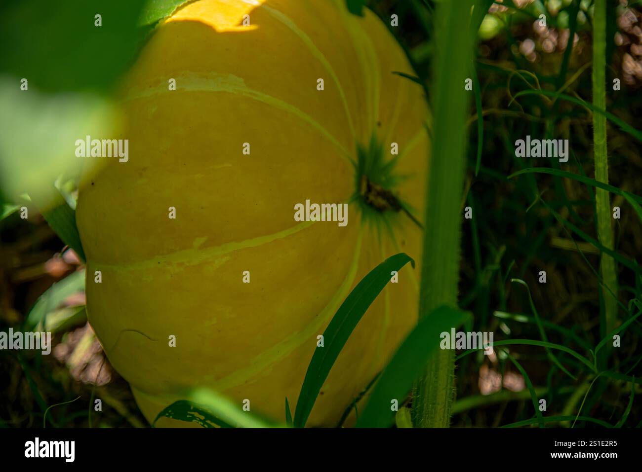 Fruits of Cucurbita maxima (pumpkin) and Cucurbita moschata (squash ...