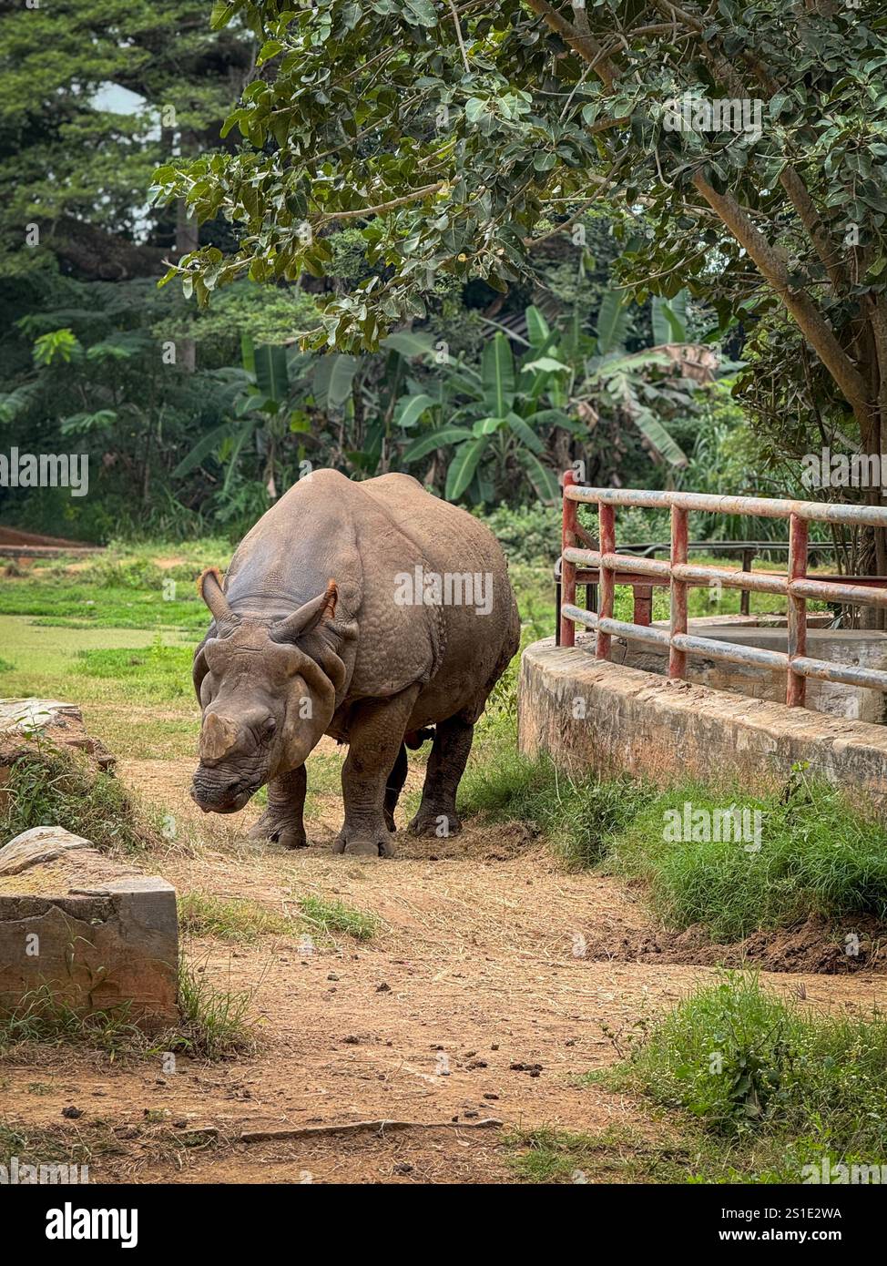 Close up shot of The Indian rhinoceros also known as the greater one ...