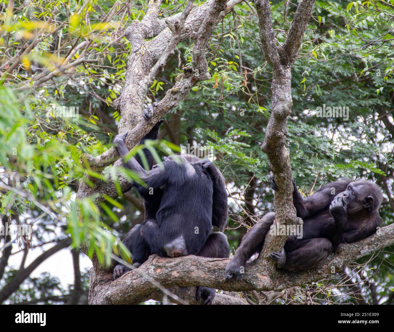 Black gorillas in zoo hi-res stock photography and images - Alamy
