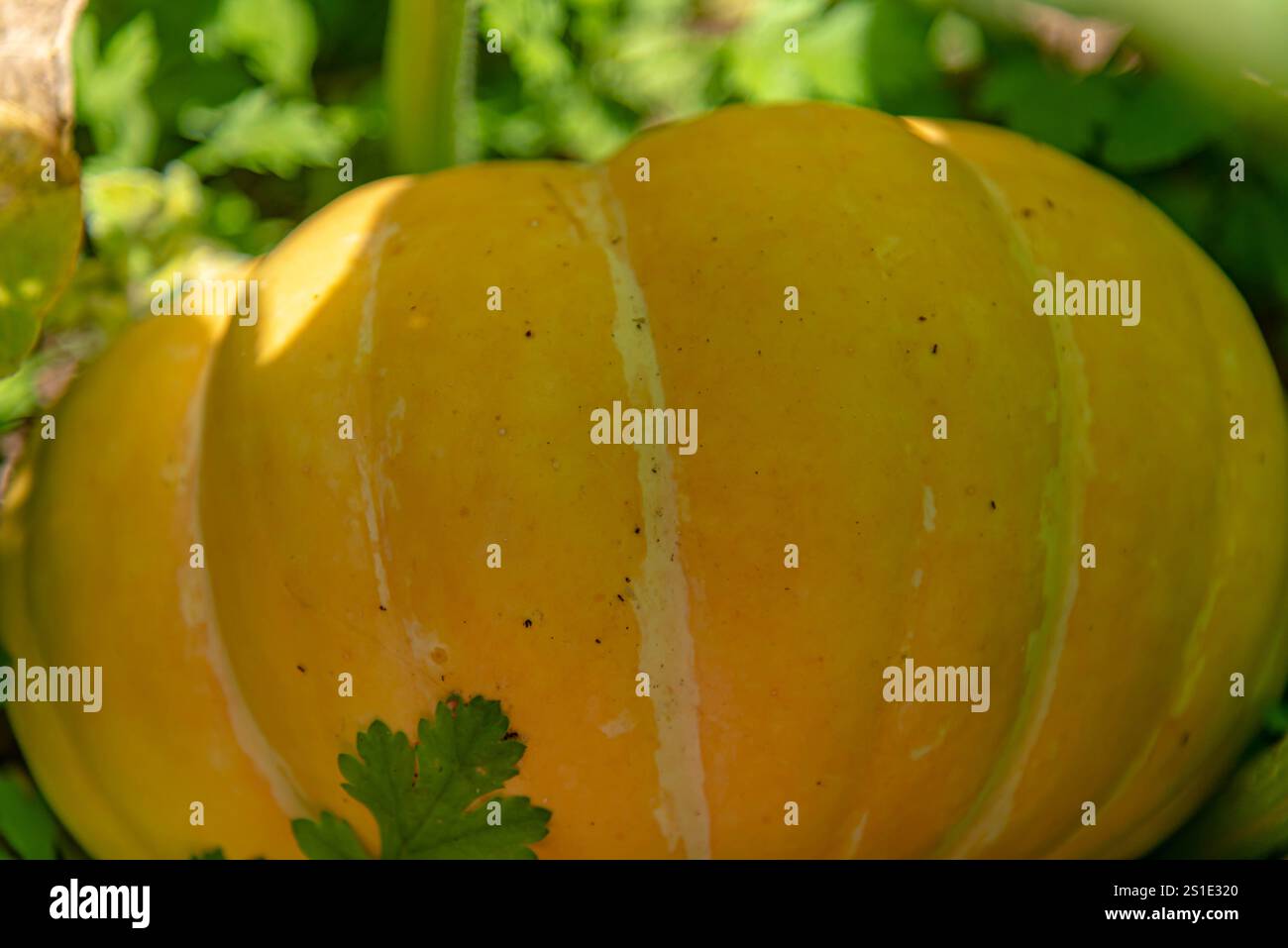 Fruits of Cucurbita maxima (pumpkin) and Cucurbita moschata (squash ...