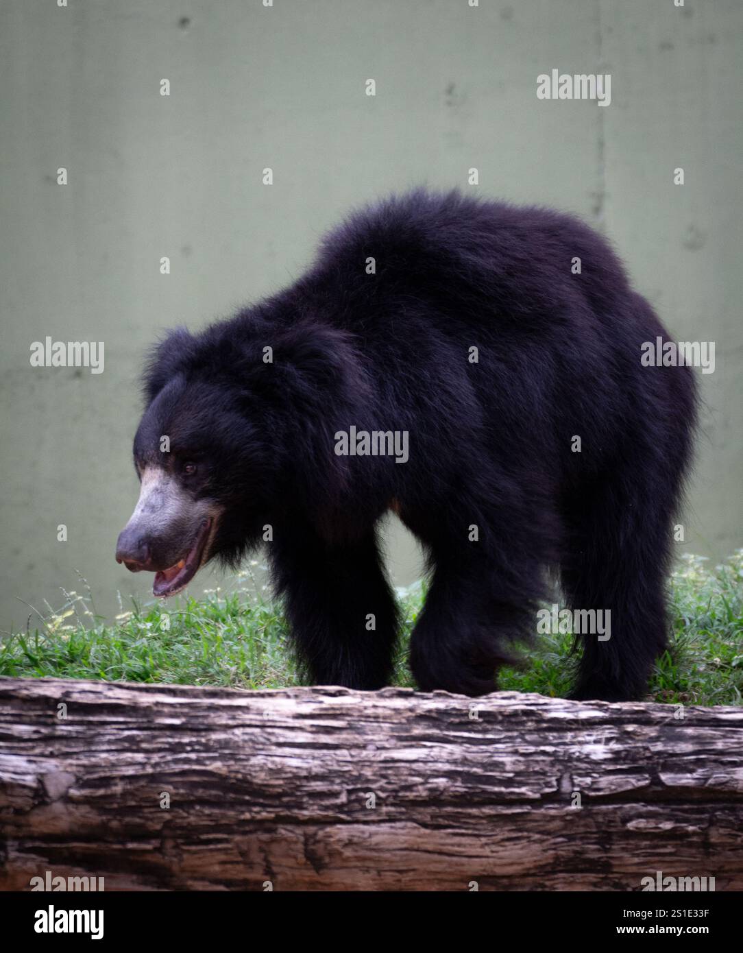 A close up of a Sloth bear in the zoo Stock Photo - Alamy