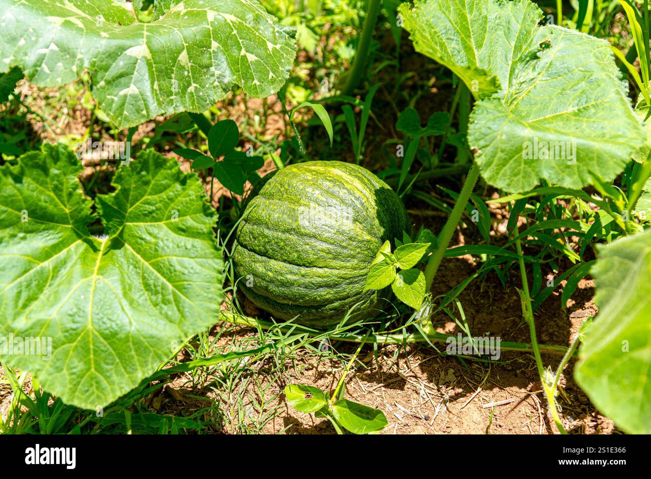 Fruits of Cucurbita maxima (pumpkin) and Cucurbita moschata (squash ...