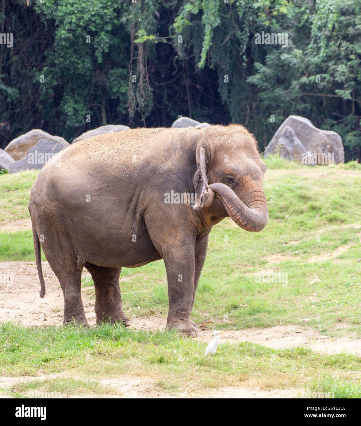 A close up of an elephant holding it's ears with it's trunk Stock Photo ...