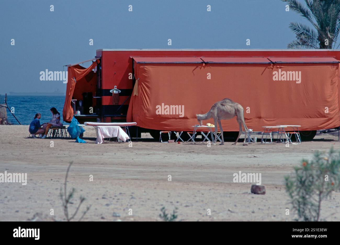 Rotel Tours coach at the beach, camel eating from a table, Nuweiba ...