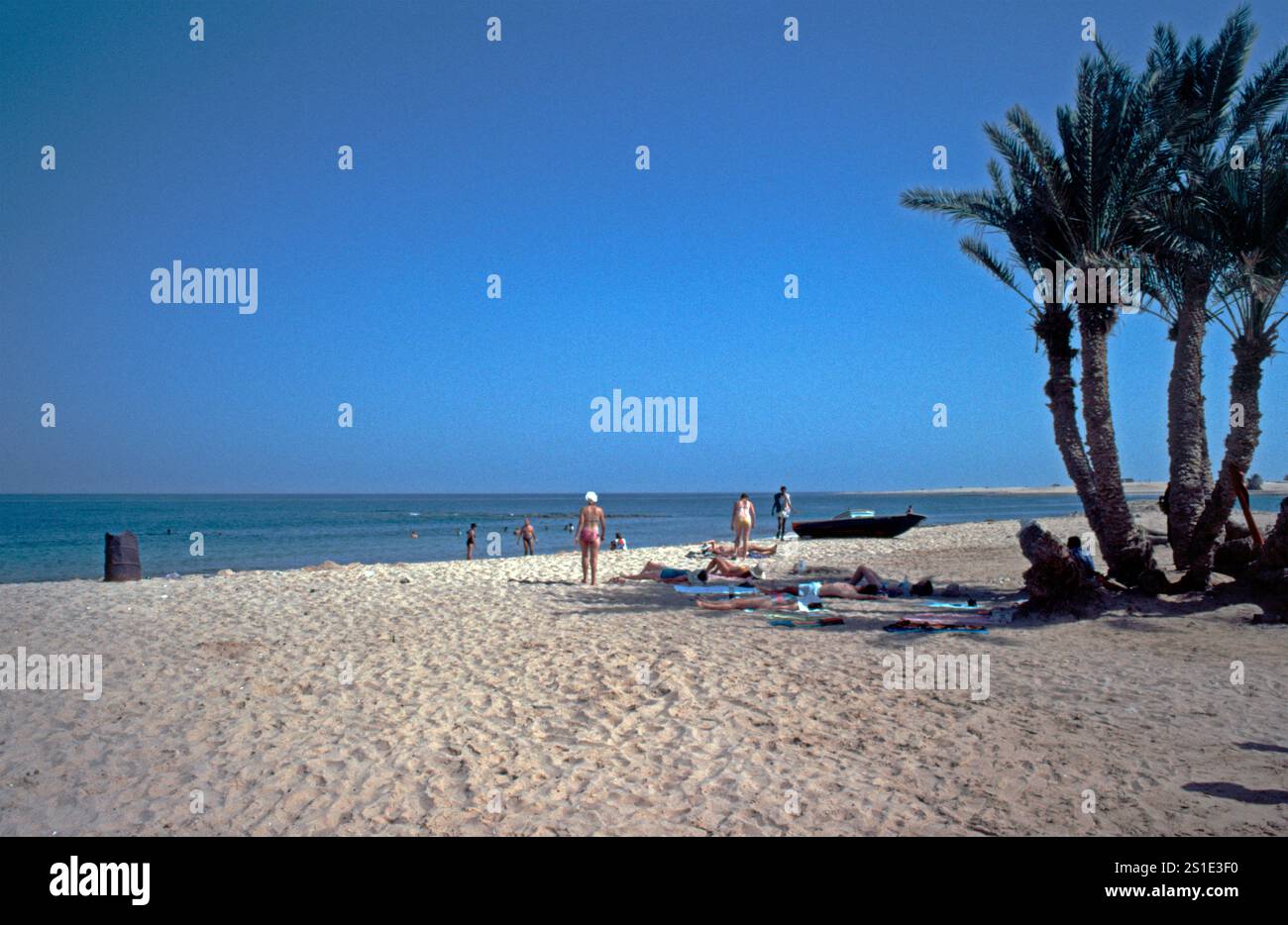 Palm trees, beach, Nuweiba, Sinai Peninsula, Egypt, September 1989 ...