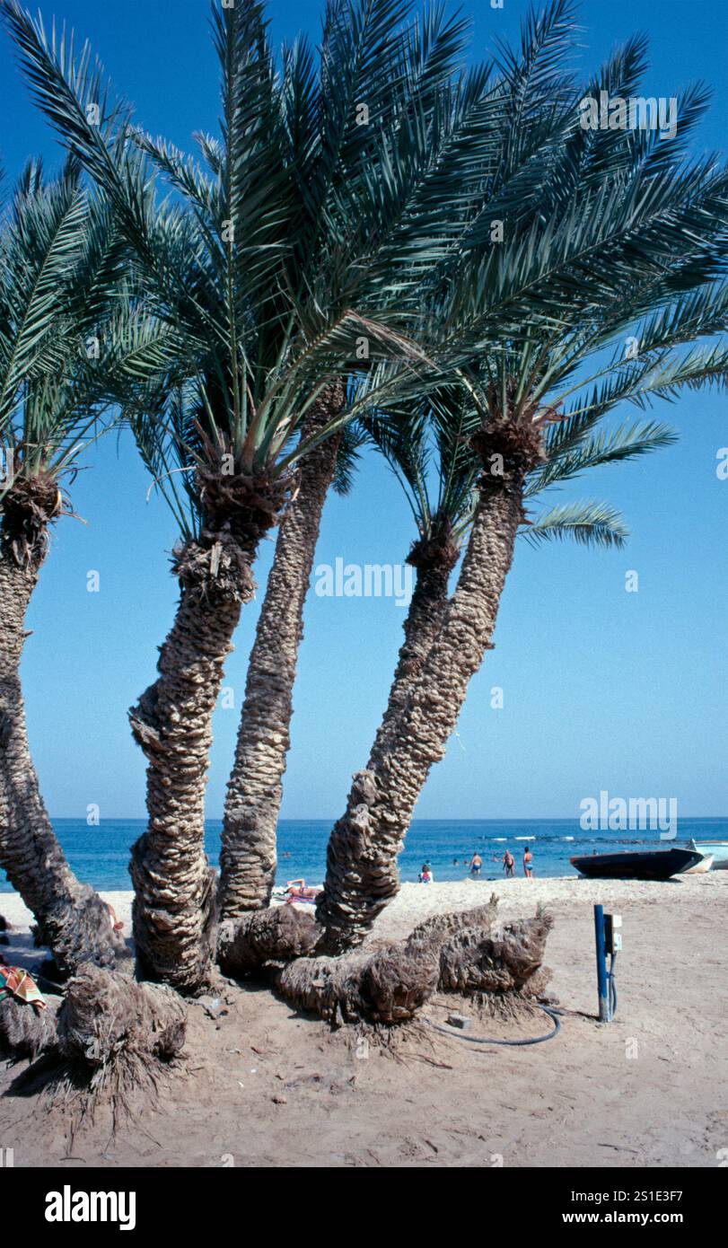 Palm trees, beach, Nuweiba, Sinai Peninsula, Egypt, September 1989 ...