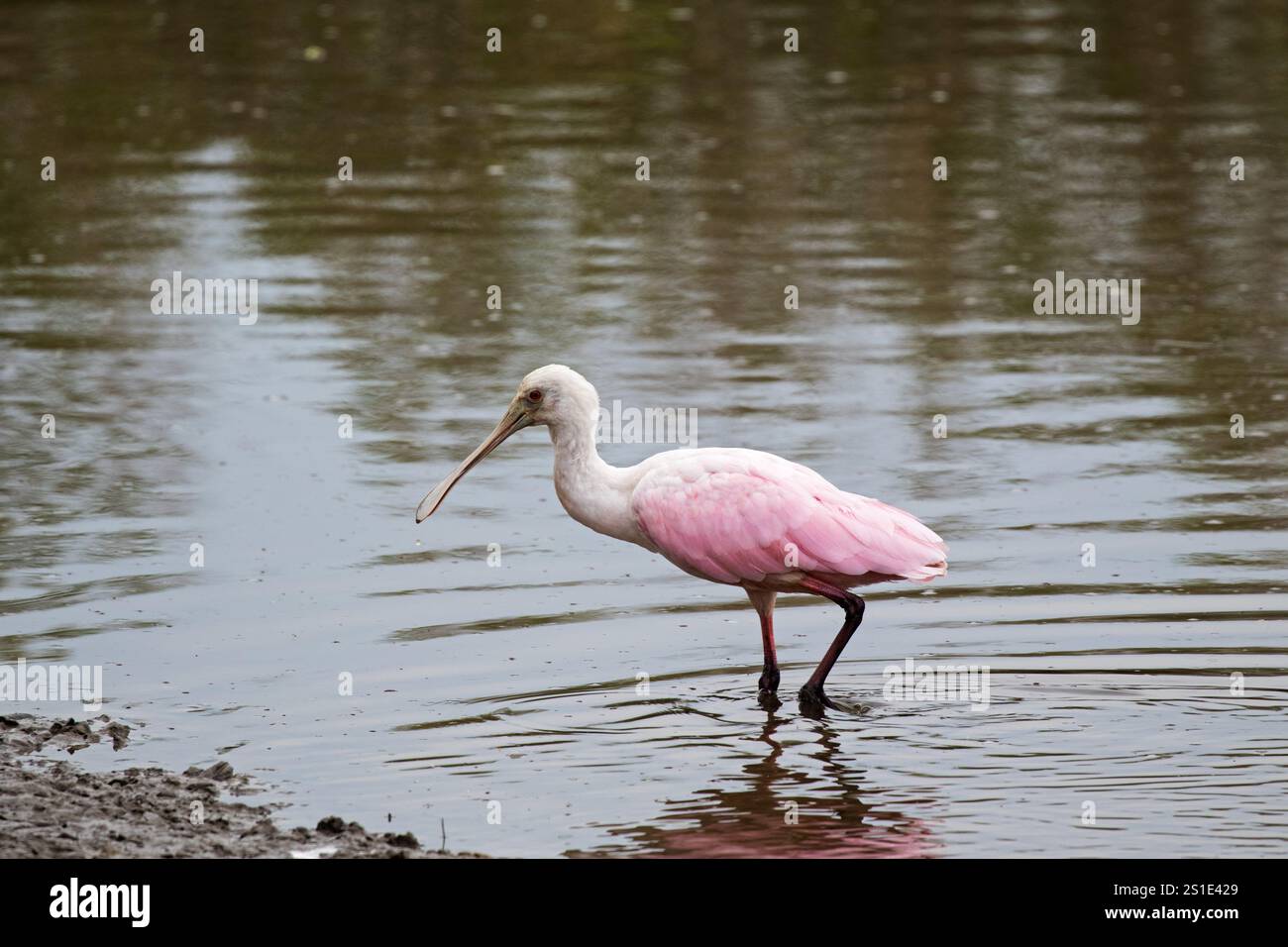 Roseate spoonbill Ajaia ajaja at edge of muddy water channel, Anahuac ...