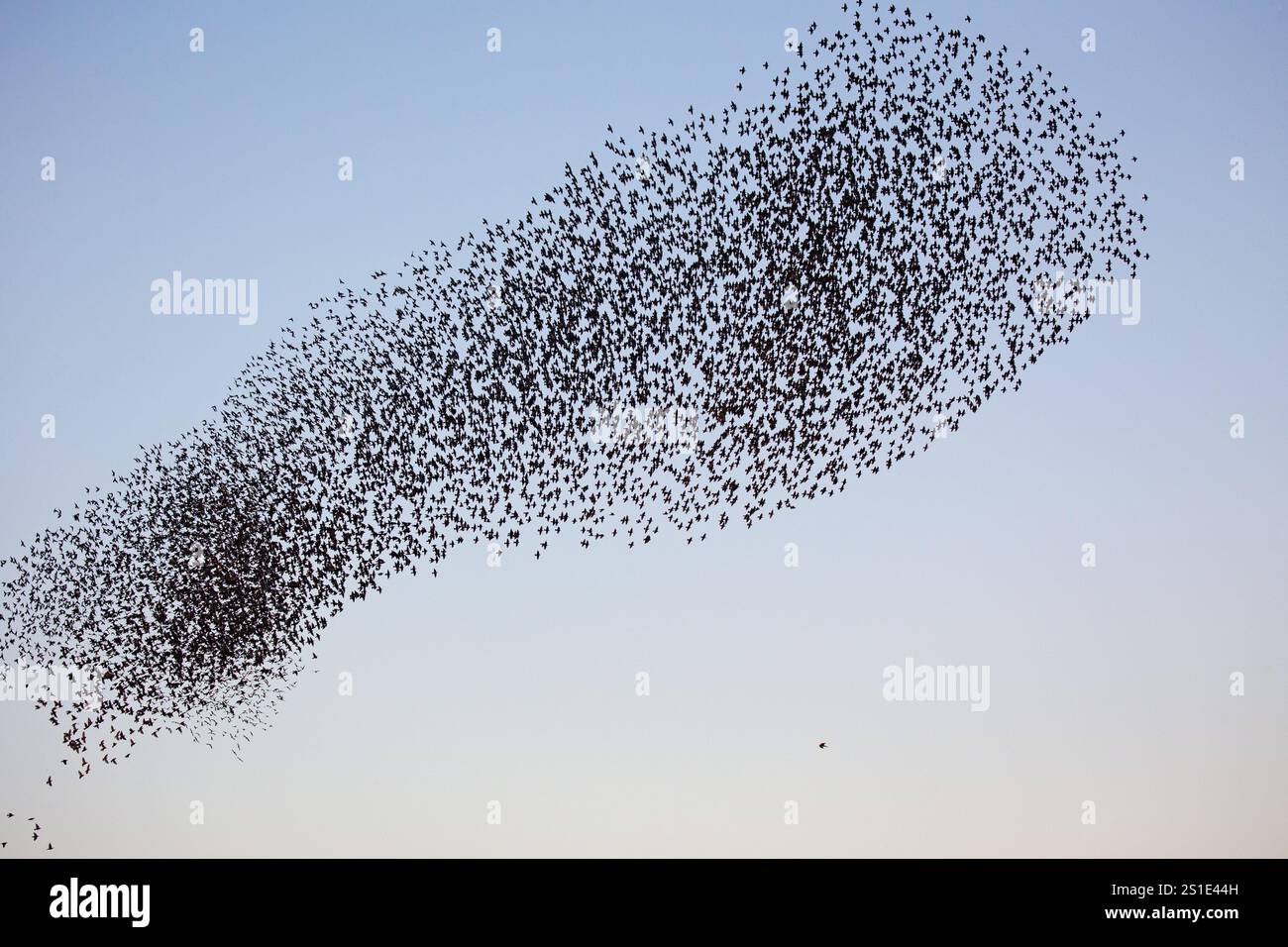 Common starling Sturnus vulgaris, flock in flight before going to roost ...