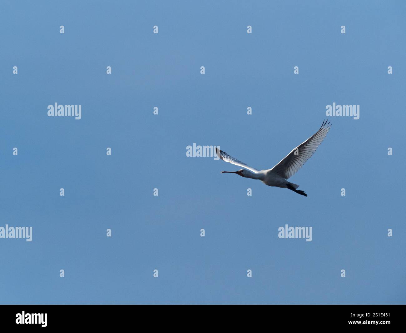 Eurasian spoonbill, in flight over Greylake RSPB Reserve, near Othery ...