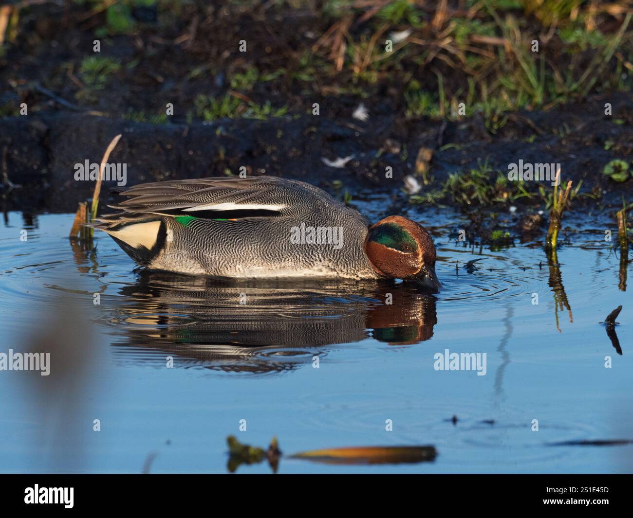 Common teal Anas crecca male feeding in a water channel, Greylake RSPB ...