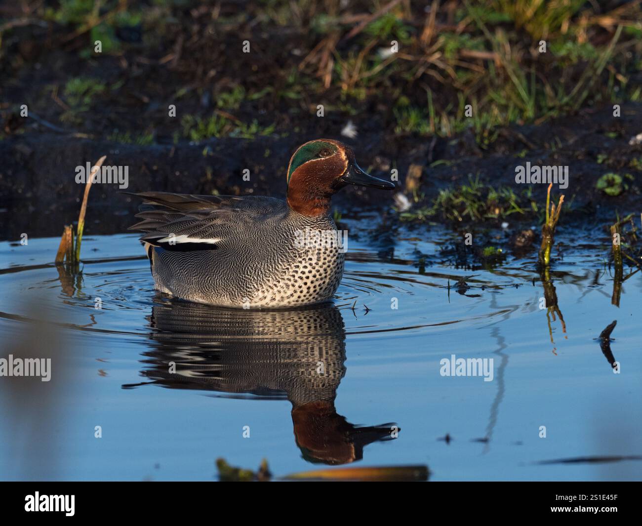 Common teal Anas crecca male in a water channel watching overhead ...