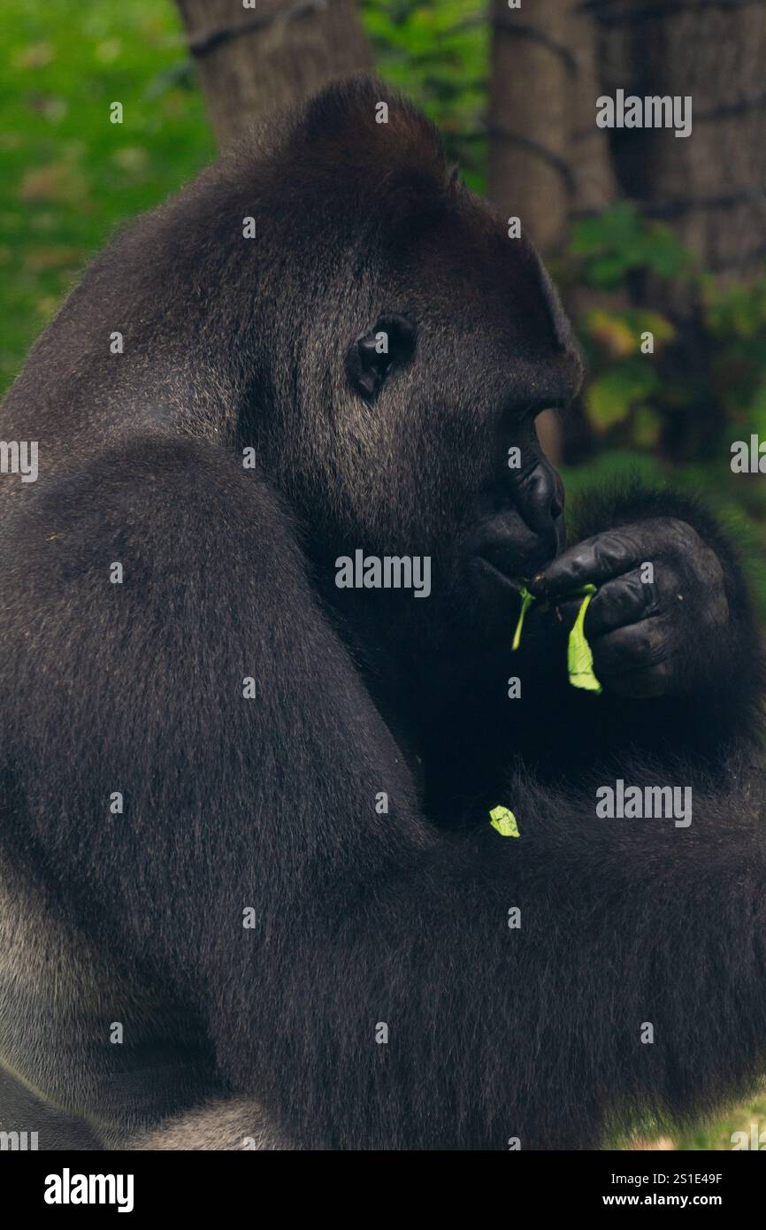 Silver leaf in back hi-res stock photography and images - Alamy