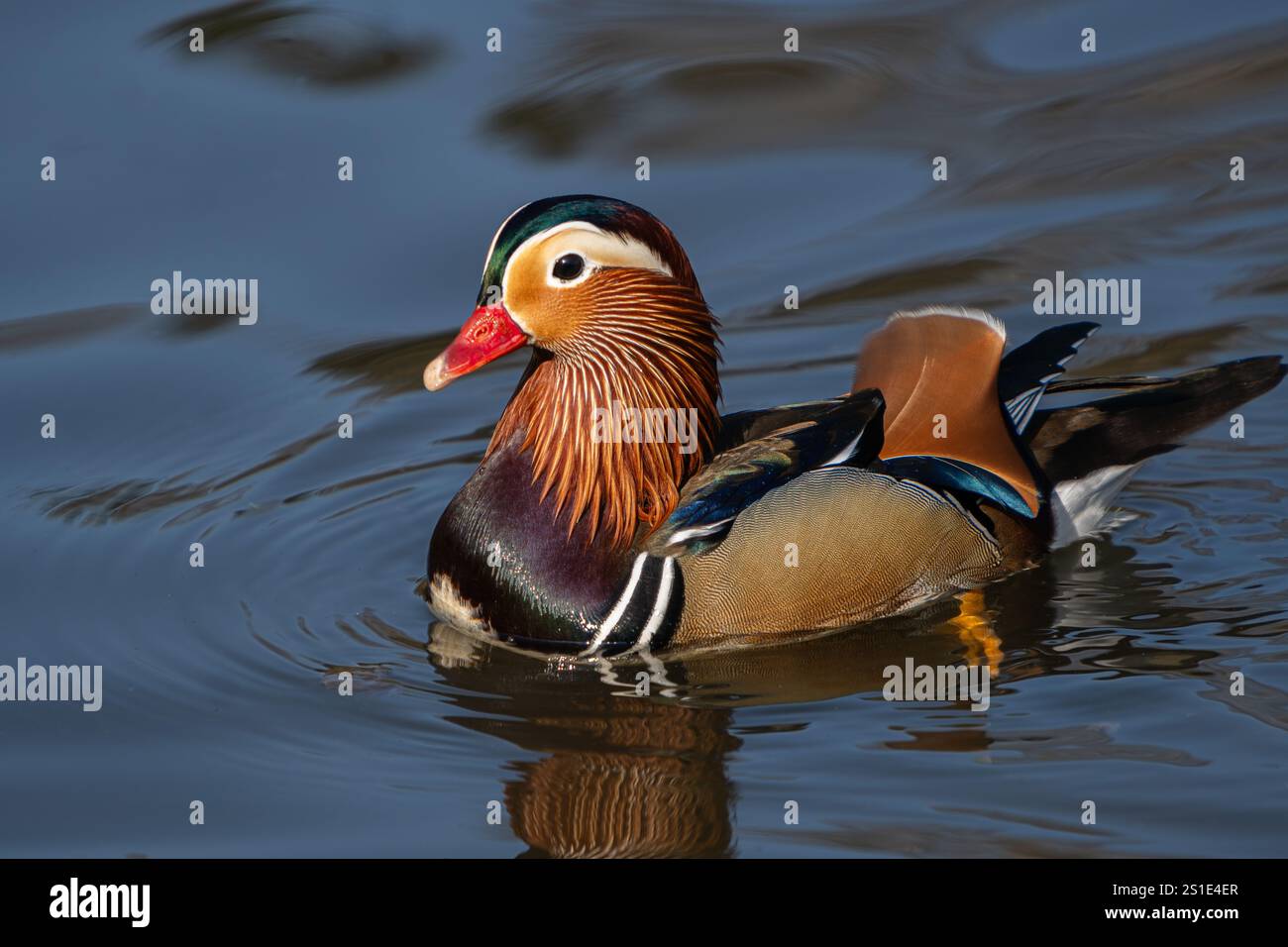 Rare mandarin duck in hi-res stock photography and images - Alamy