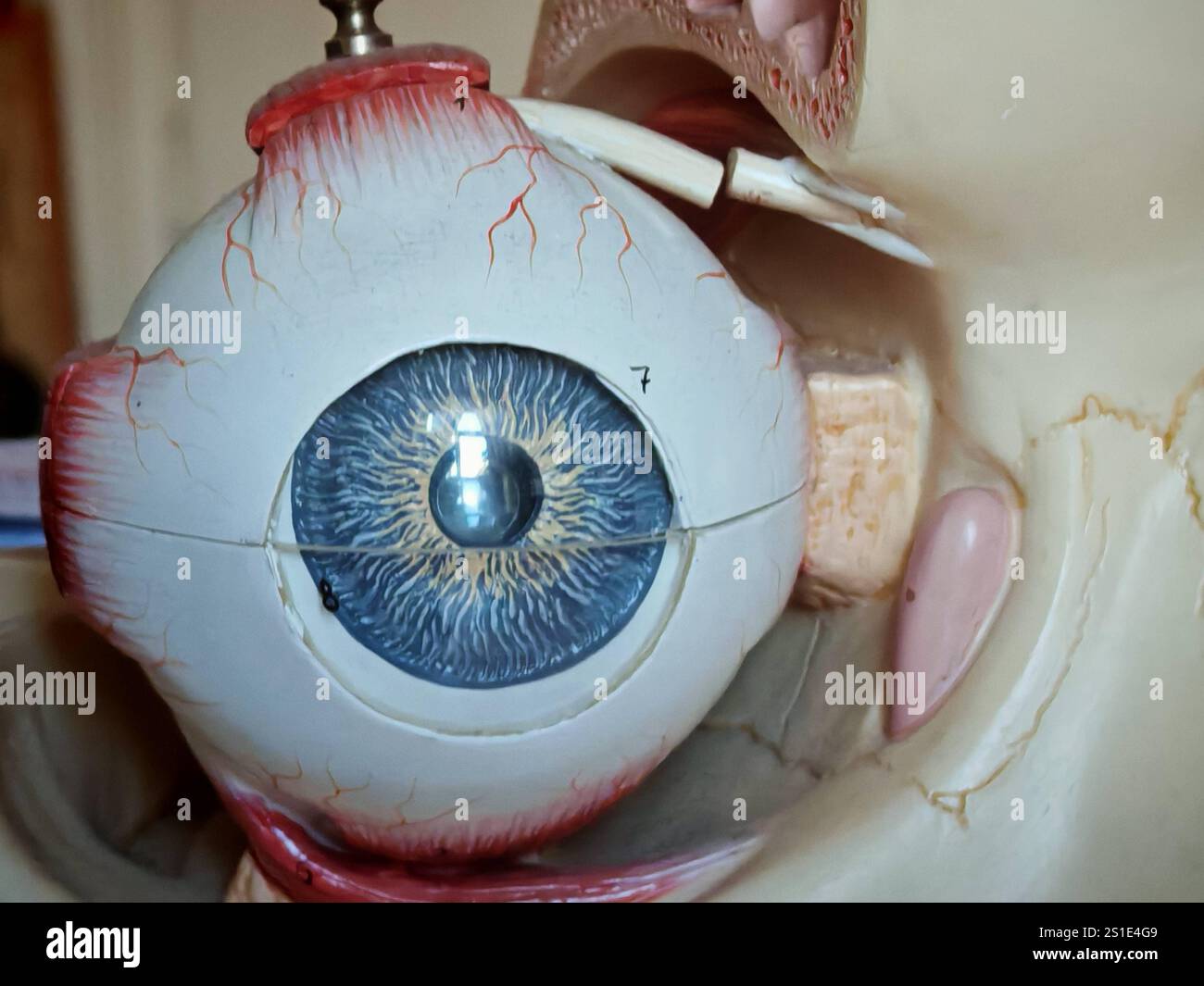 the human eye, the sense organ for the visual perception eye,organ for ...