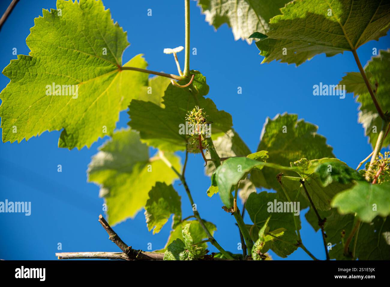 Grapevine leaves and flowers (vitis vinifera Stock Photo - Alamy