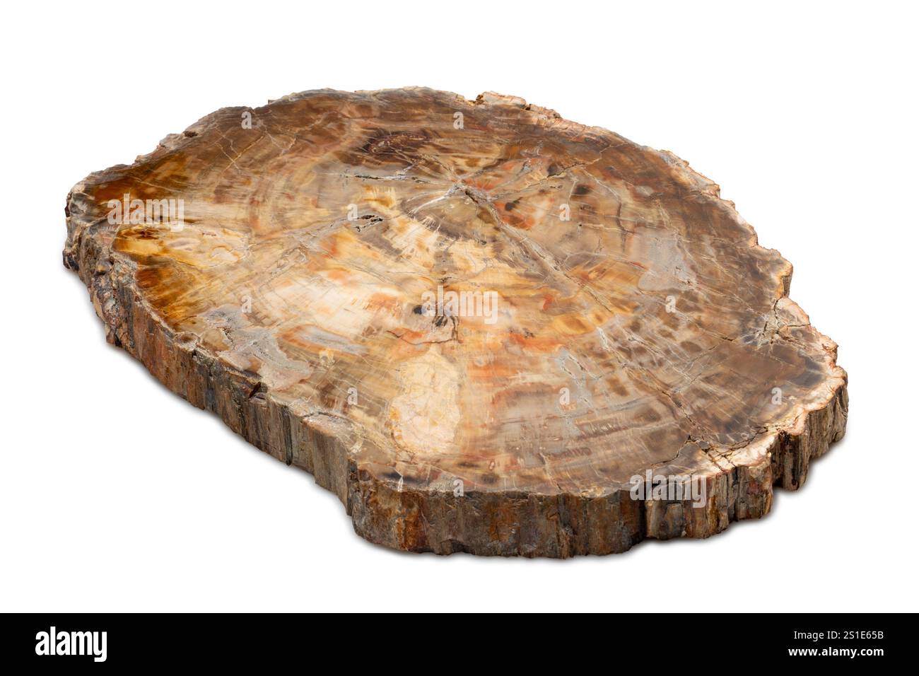 A section of ancient petrified wood, polished and impregnated with ...