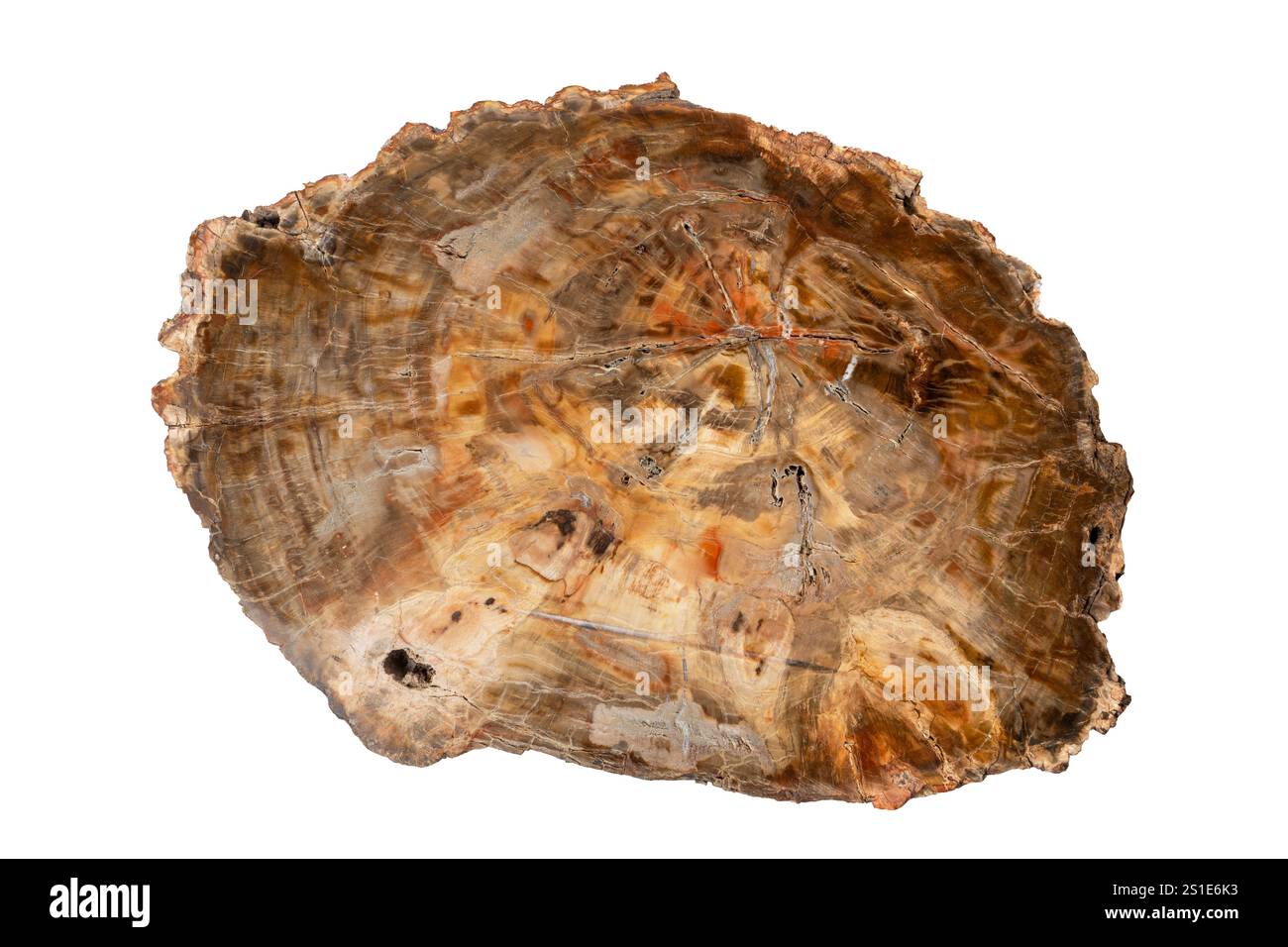 A section of ancient petrified wood, polished and impregnated with ...