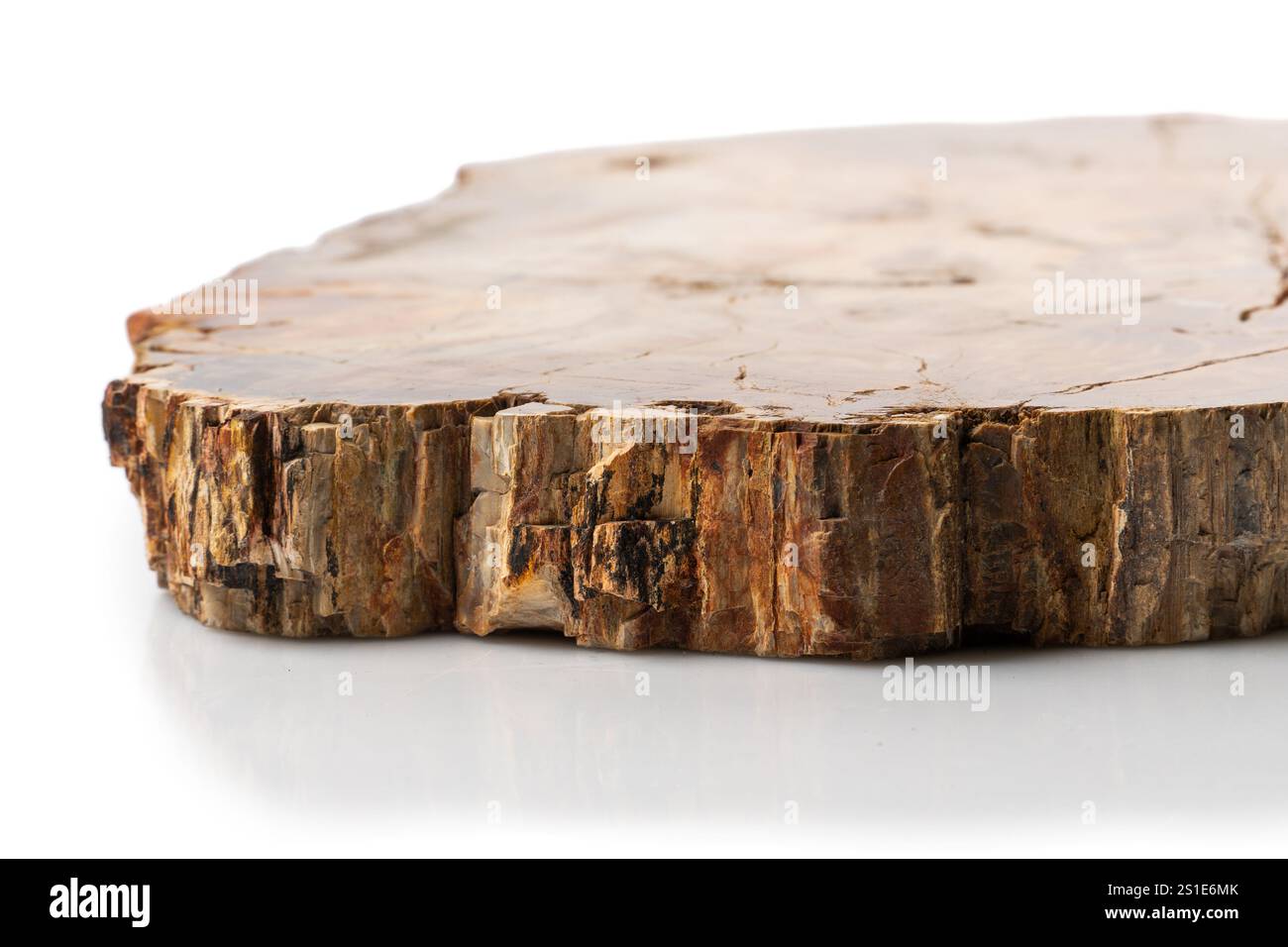 A section of ancient petrified wood, polished and impregnated with ...