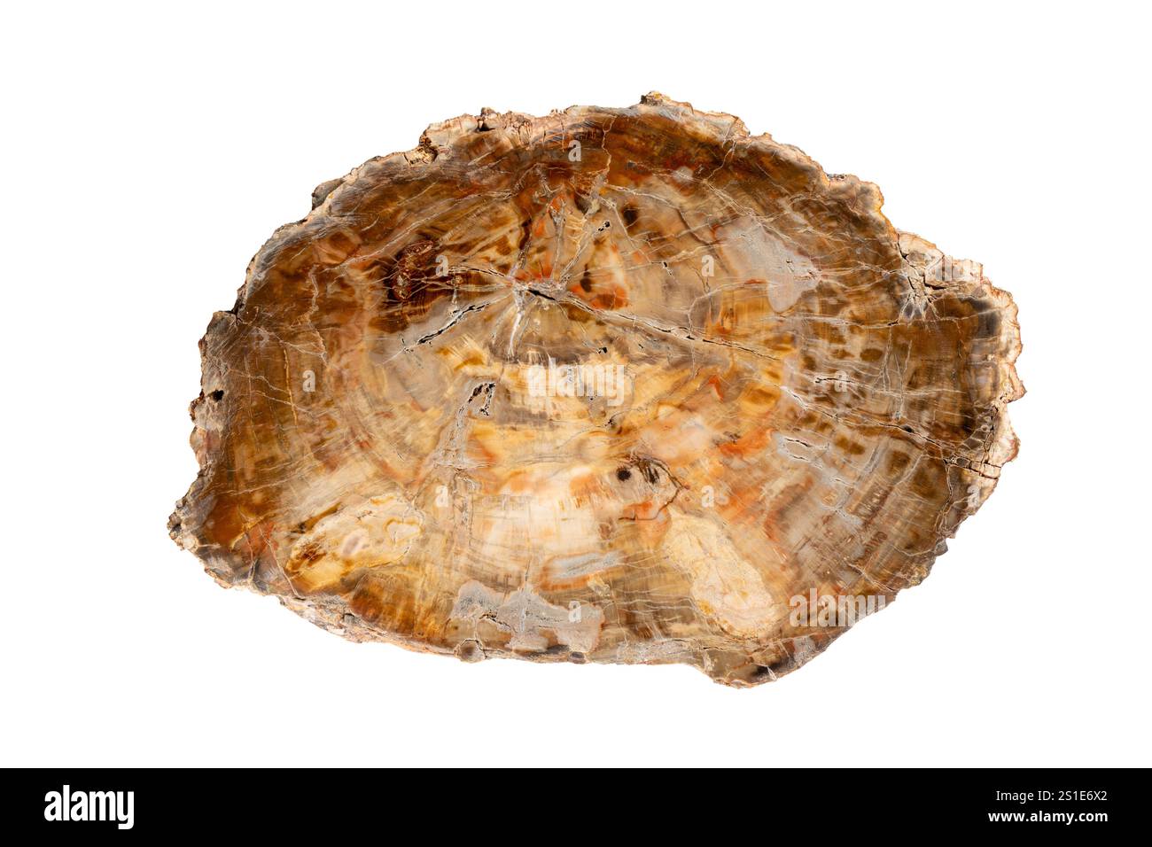 A section of ancient petrified wood, polished and impregnated with ...
