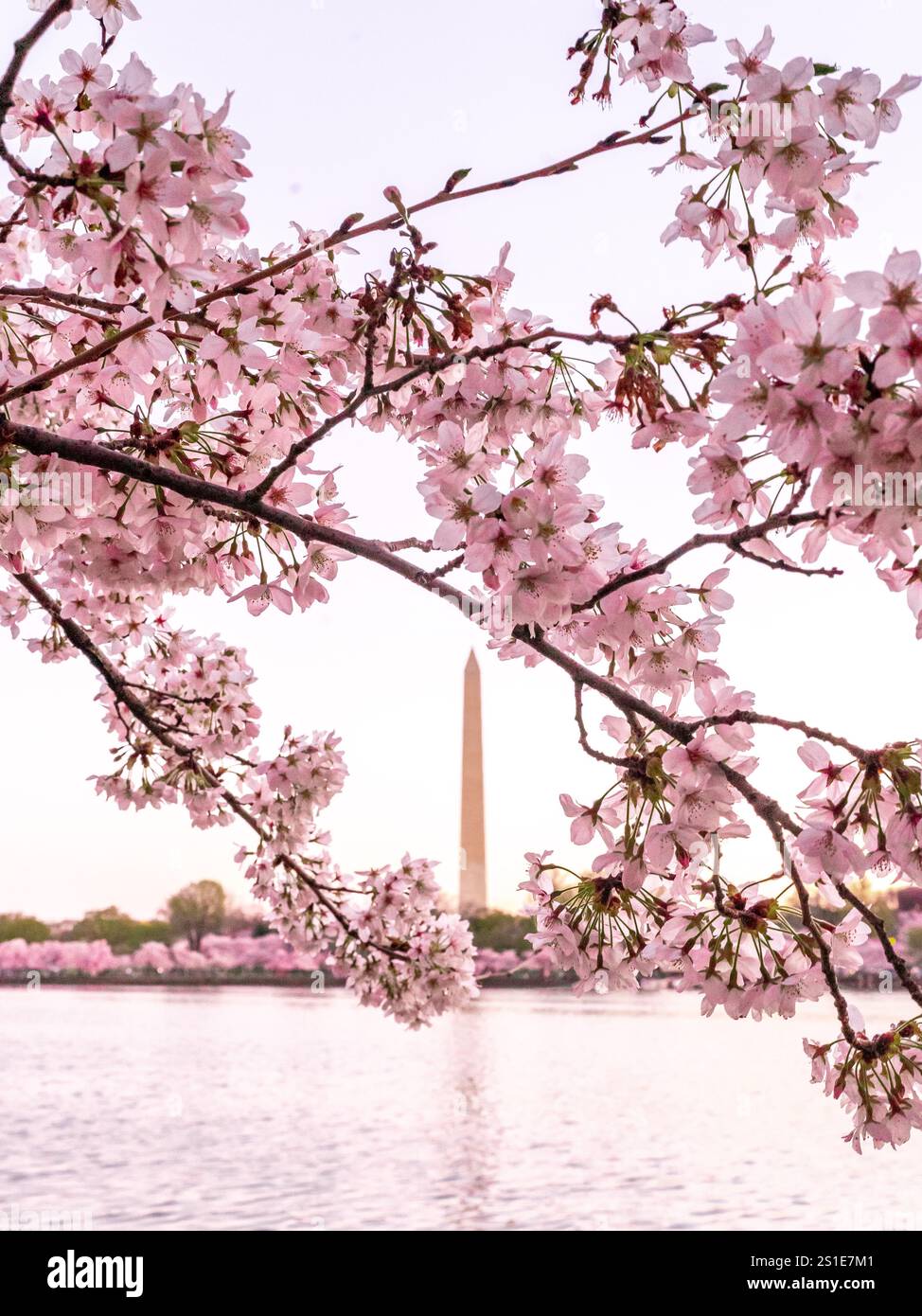 Pink Cherry Blossom blooms at the Jefferson Memorial framing the ...