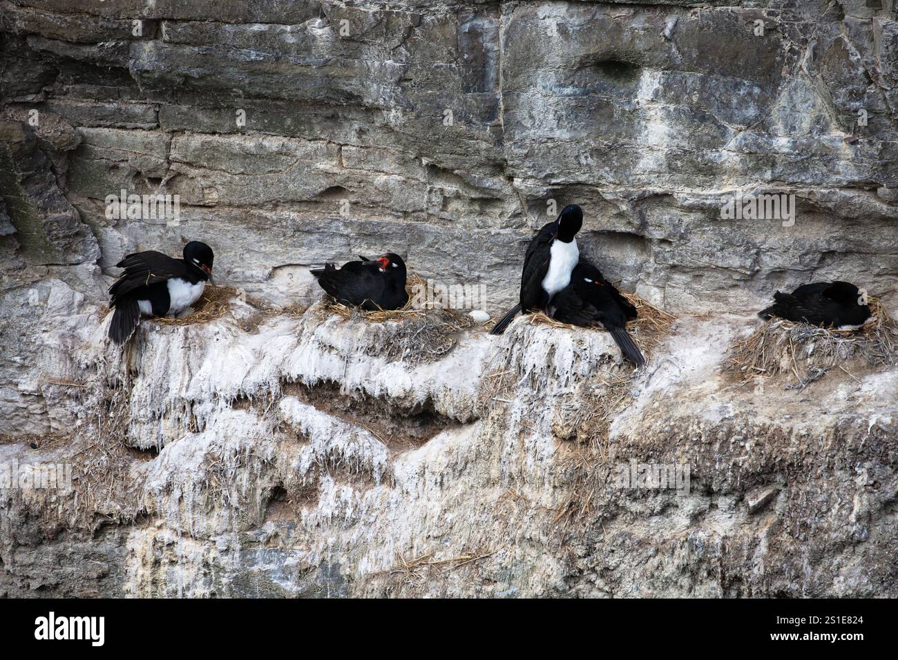 Rock Shags (Phalacrocorax magellanicus), Bleaker Island, the Falkland ...