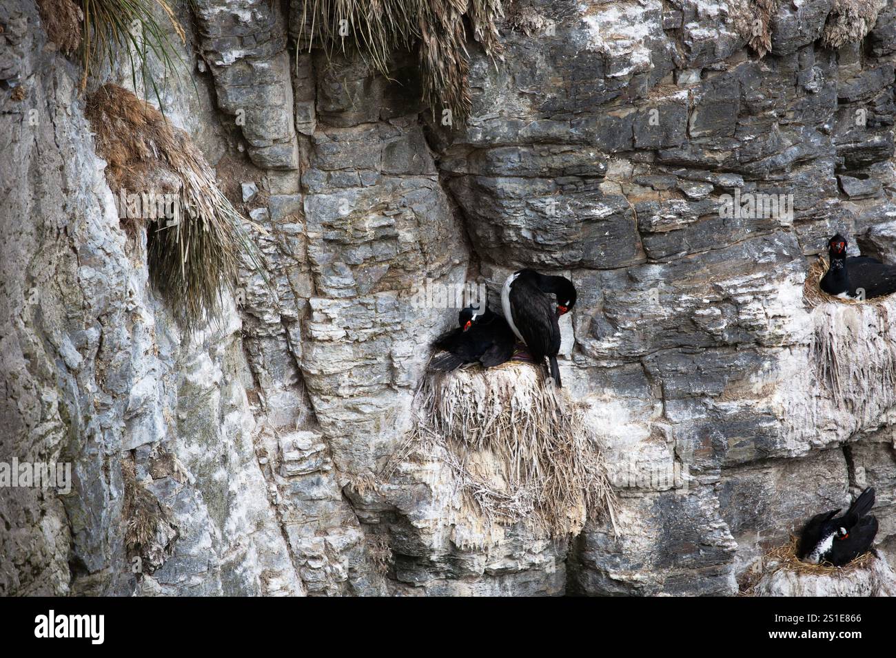 Rock Shags (Phalacrocorax magellanicus), Bleaker Island, the Falkland ...