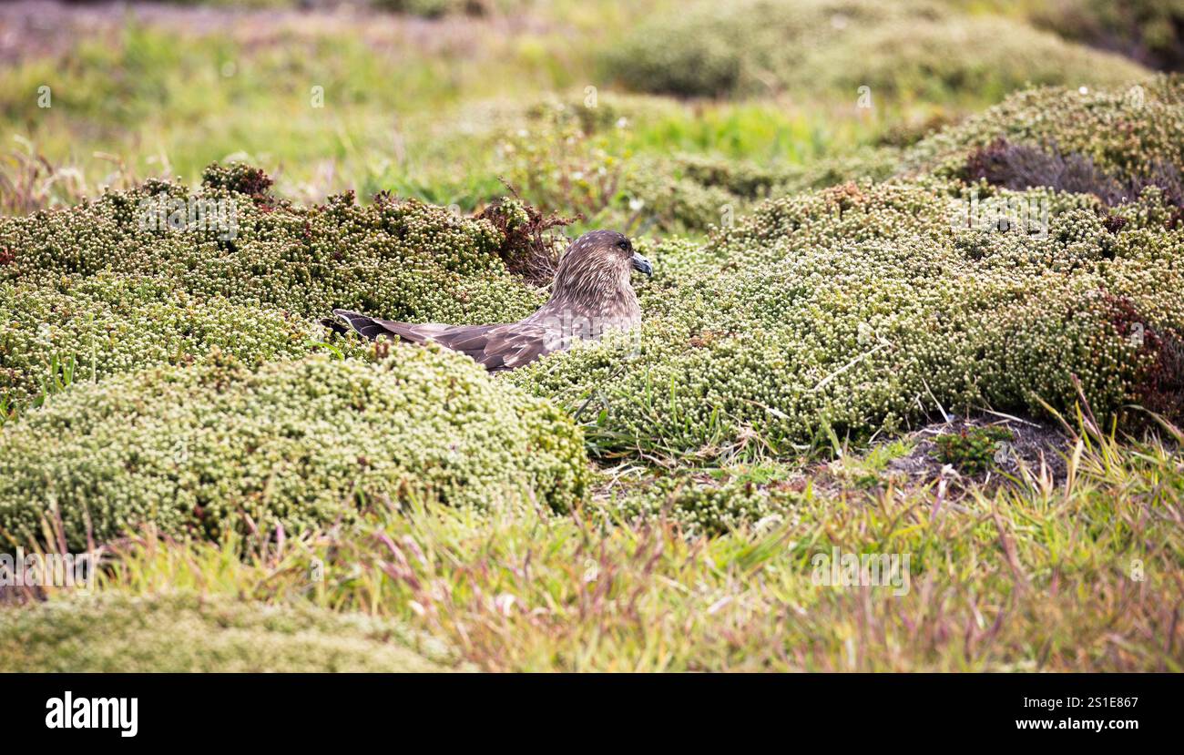 Brown Skua (Stercorarius antarcticus) on nest, Bleaker Island, the Falkland Islands Stock Photo ...