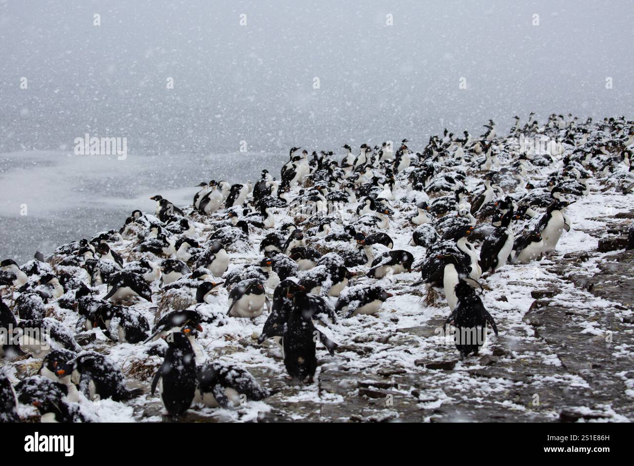 Southern Rockhopper Penguins (Eudyptes chrysocome) Colony in the snow ...