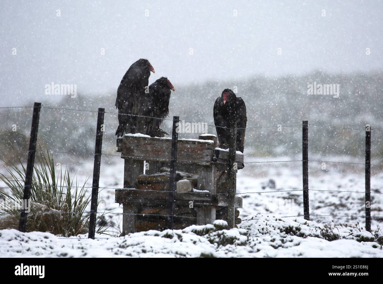 Turkey Vulture ( Cathartes) aura) in a snow storm, Bleaker Island, the ...