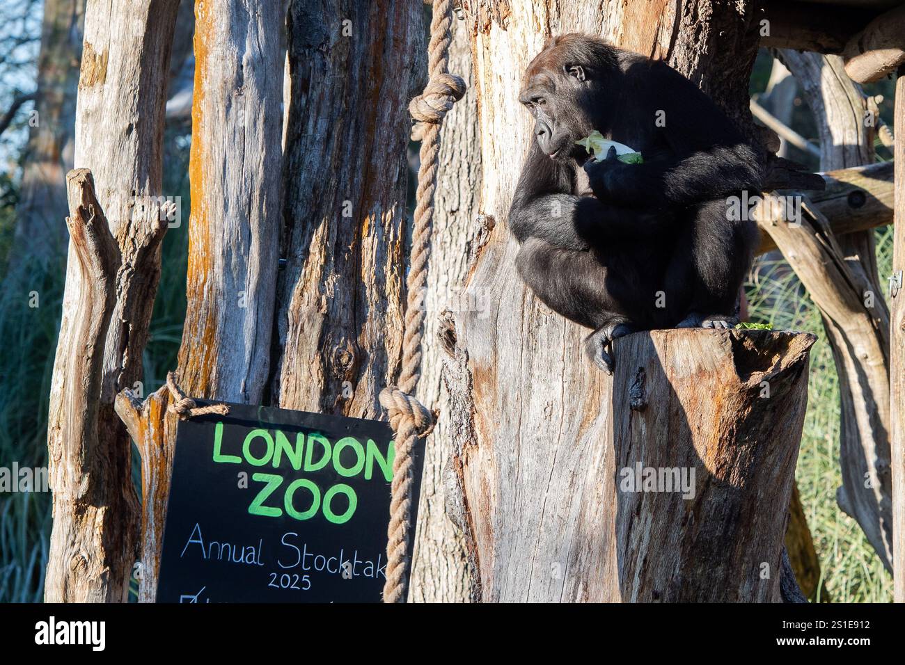 London, England, UK. 3rd Jan, 2025. Western lowland gorilla at ZSL ...