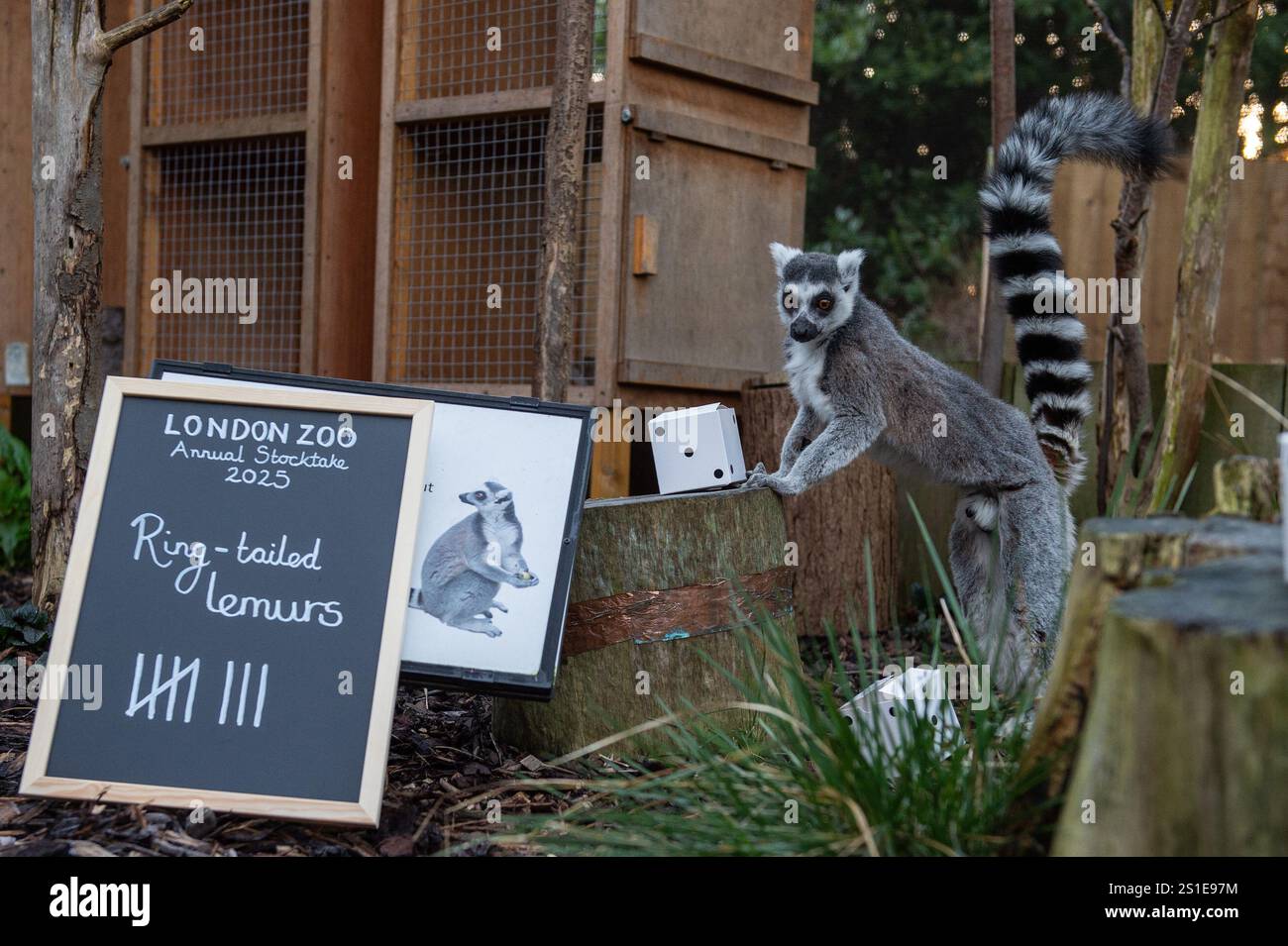 London, England, UK. 3rd Jan, 2025. A ring-tailed lemur at ZSL London ...