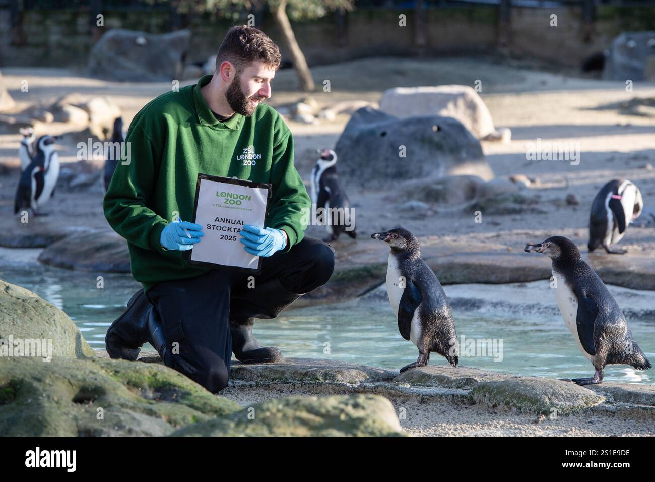 London, England, UK. 3rd Jan, 2025. A zookeeper counts Humboldt ...