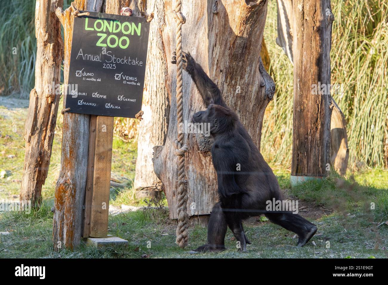 London, England, UK. 3rd Jan, 2025. Western lowland gorilla at ZSL ...