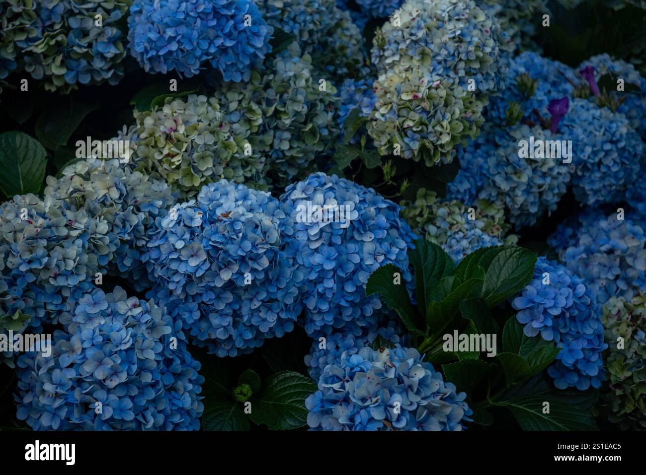 Hydrangea macrophylla (Thunb.) known by the common names of hydrangea ...