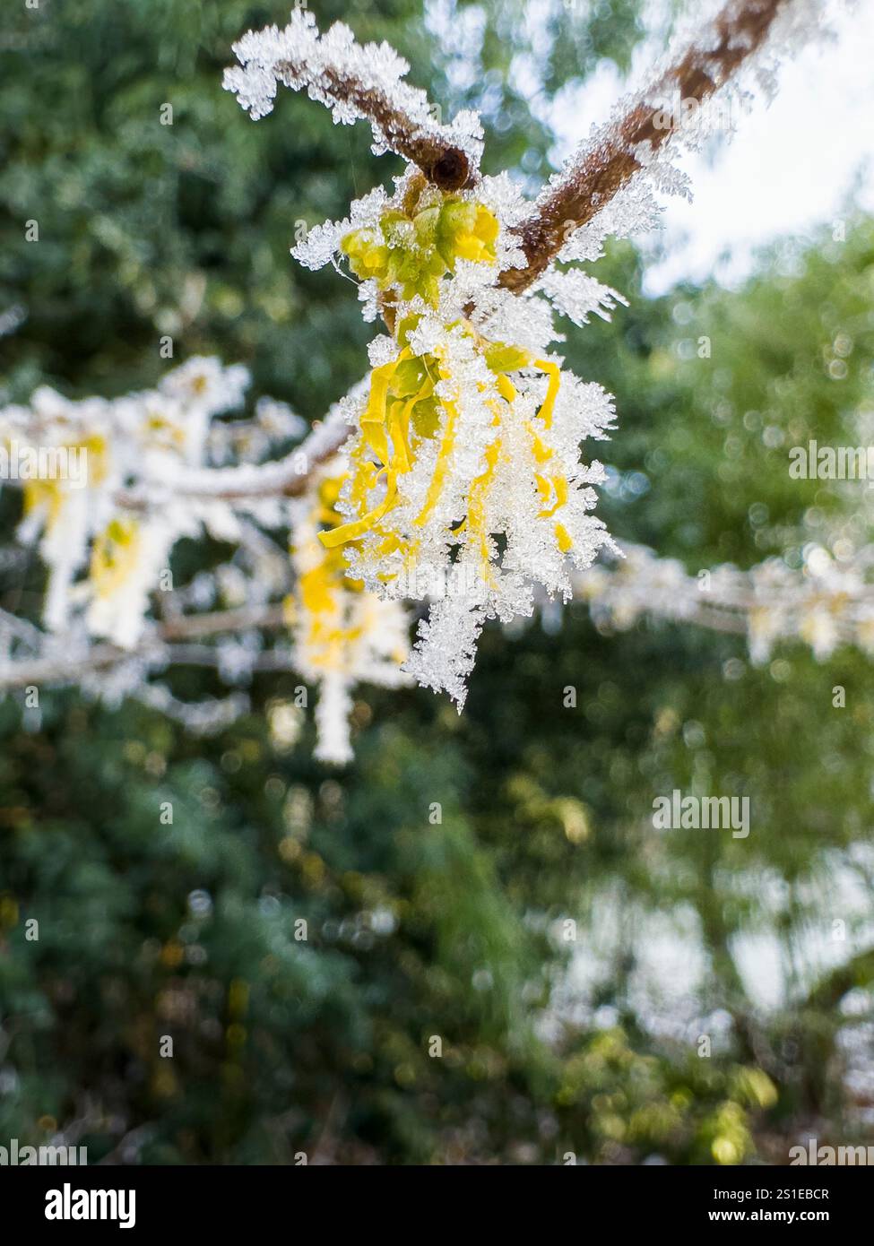 Japanese witch hazel, Hamamelis japonica, flower, winter, hoar frost ...