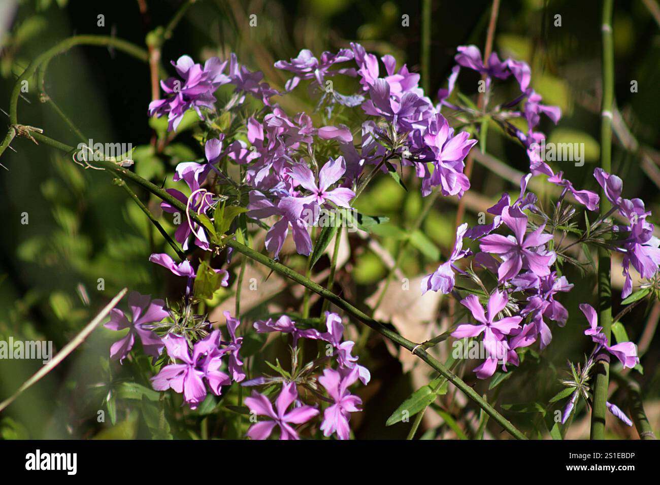 Phlox divaricata (wild blue phlox) in bloom in Virginia, USA Stock ...