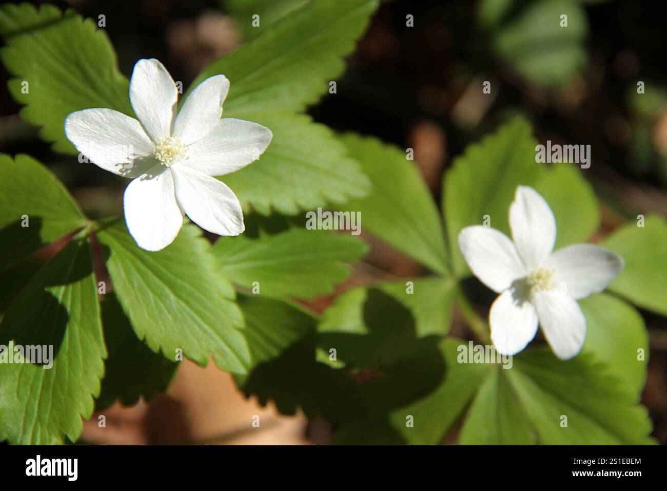 Wood Anemone (Anemone quinquefolia) in bloom in Virginia, USA Stock ...