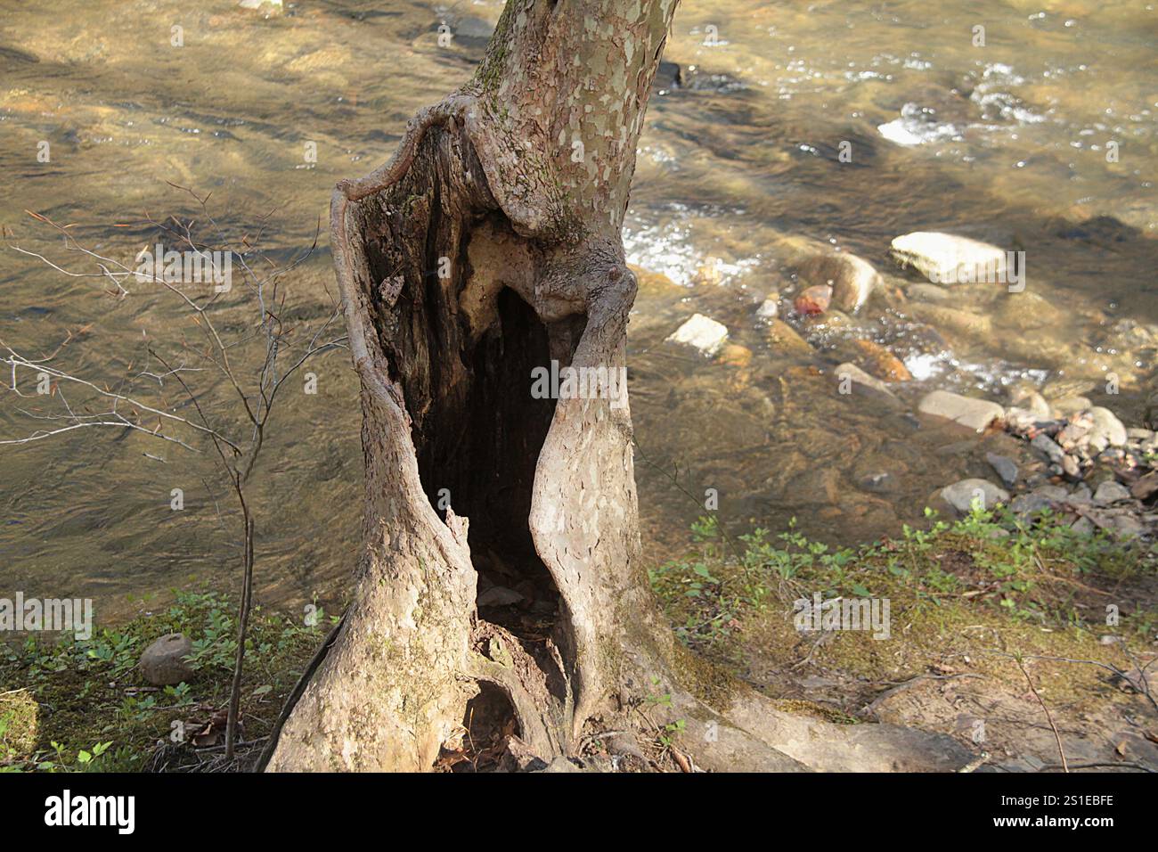Rotten tree, with large hole at the base by the side of creek in ...