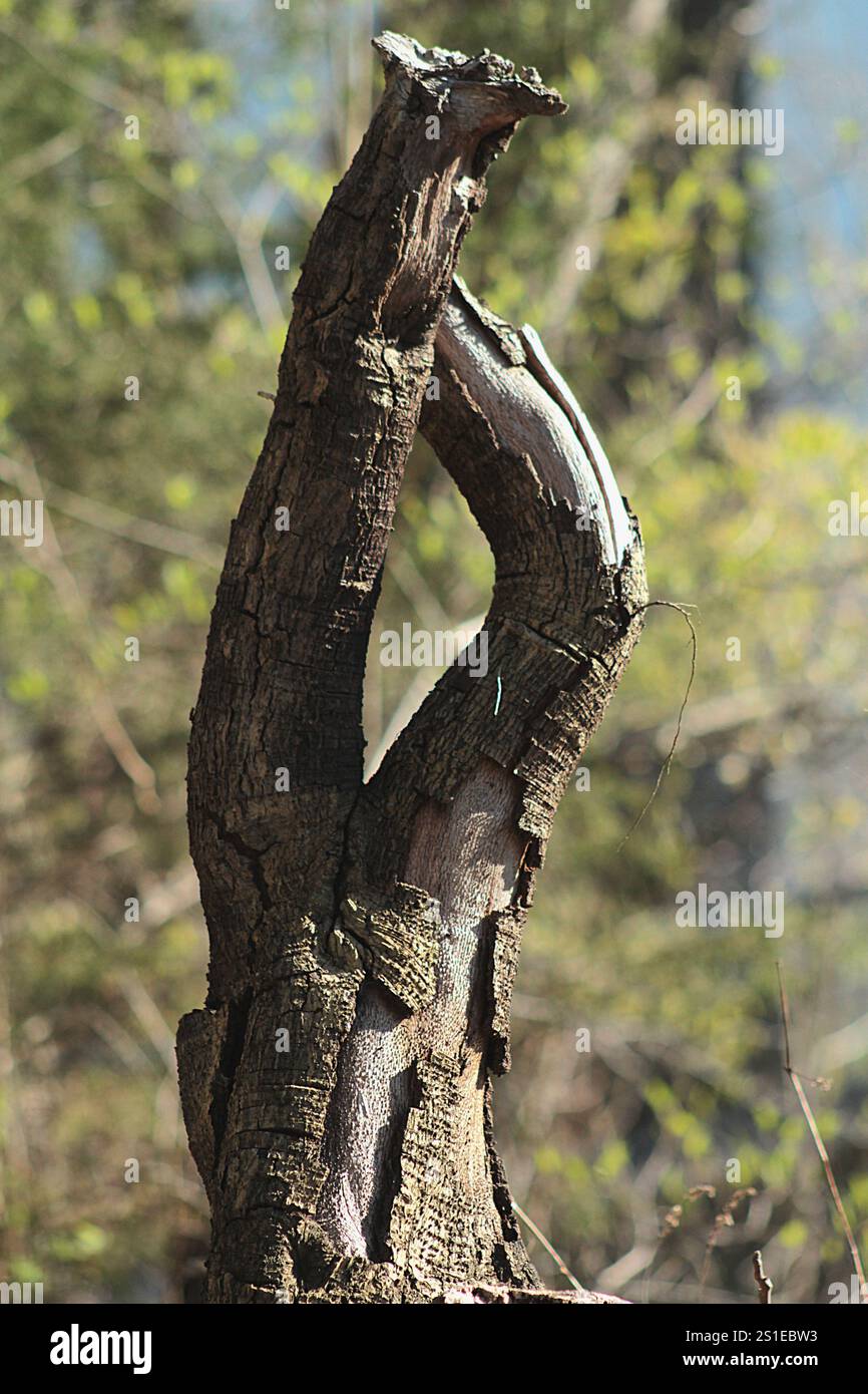 U shaped tree hi-res stock photography and images - Alamy