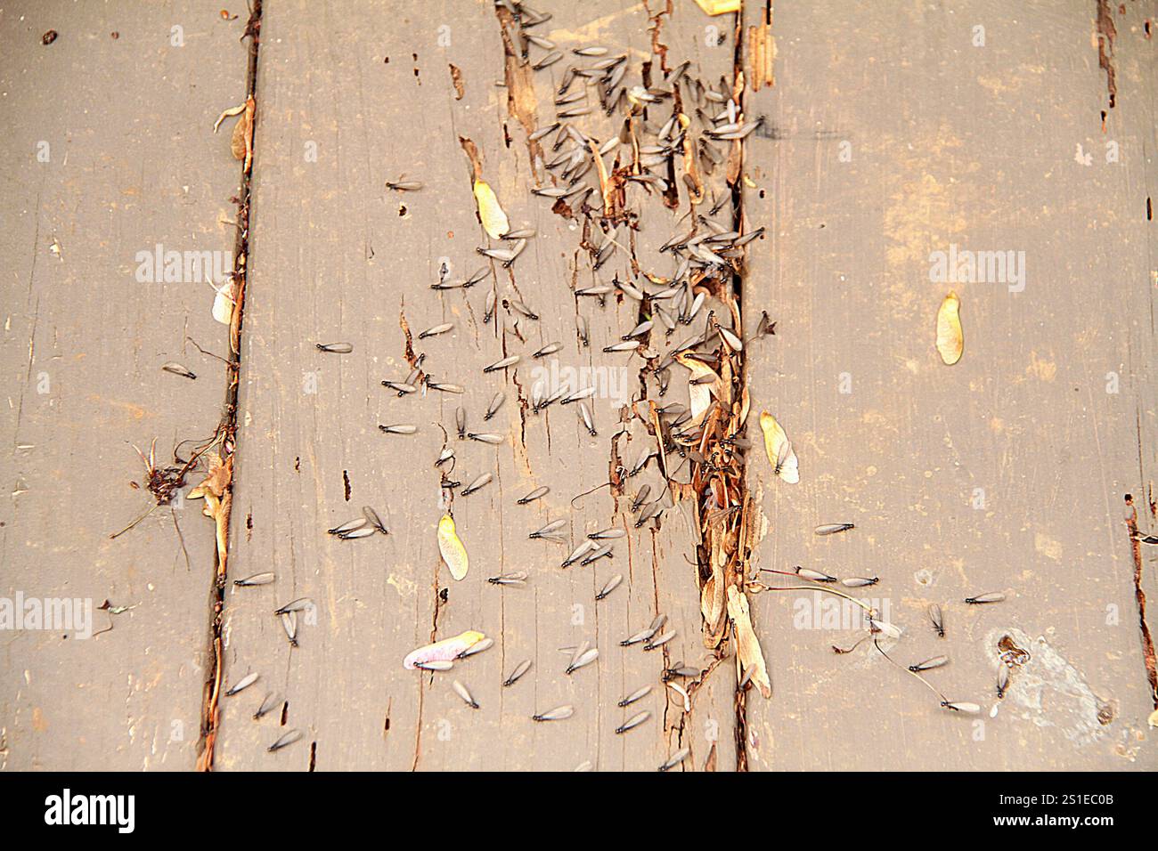 Virginia, USA. A swarm of flying termites on a rotten wooden deck Stock ...